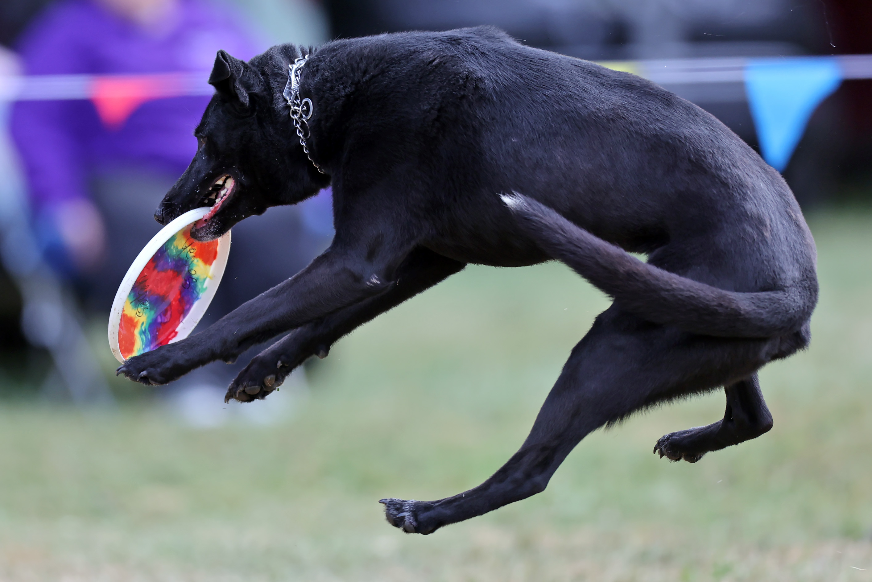 K9 Frisbee Toss & Fetch Worldwide Championship, September 6, 2025 ...