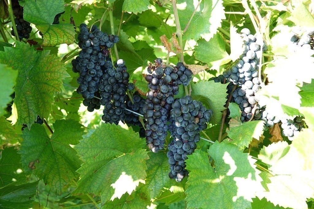 Broken Creek Vineyard & Winery for sale as owners hope to cross other ...