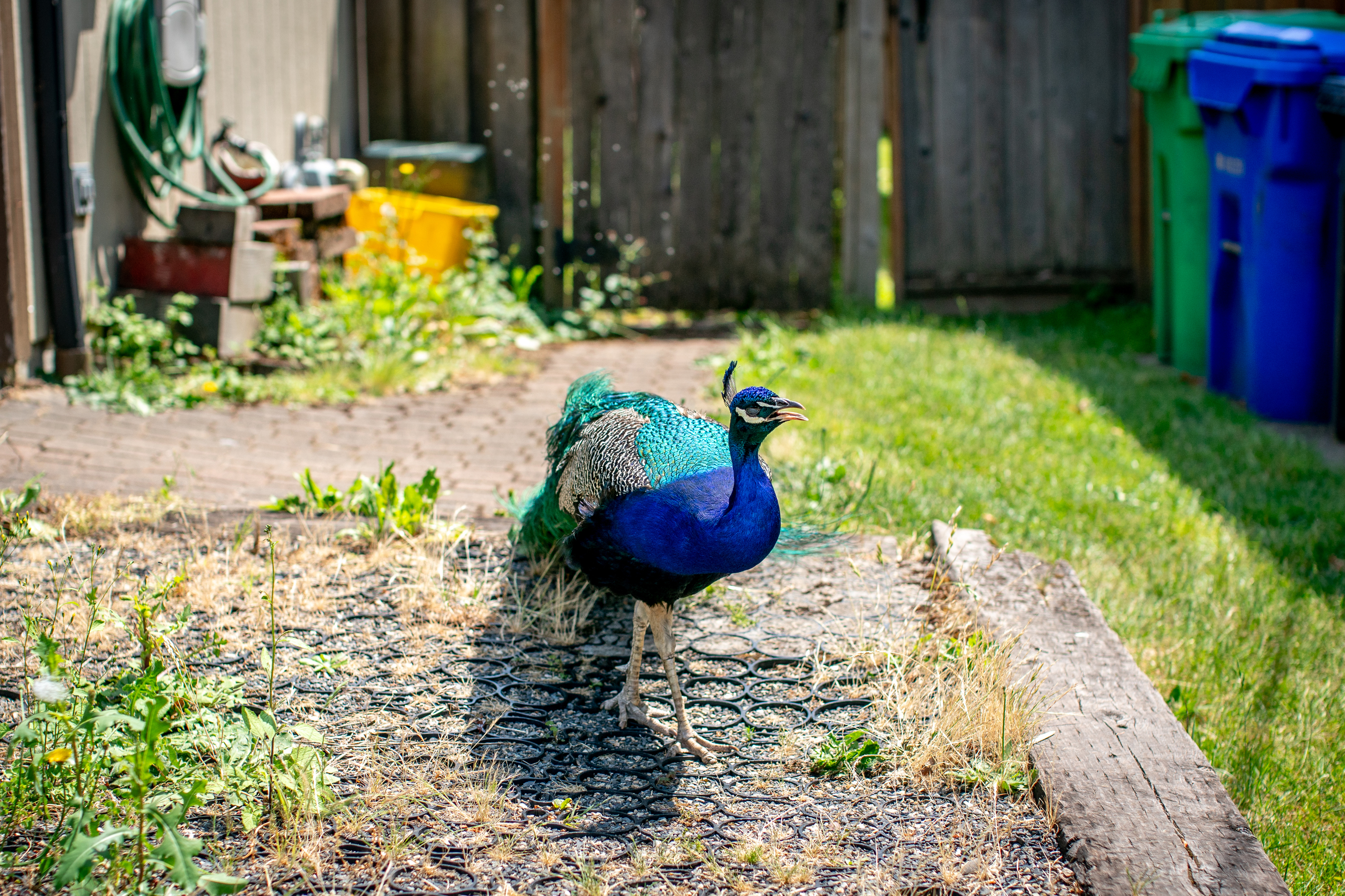 A ‘muster’ of peacocks has roamed this one Portland neighborhood for at ...