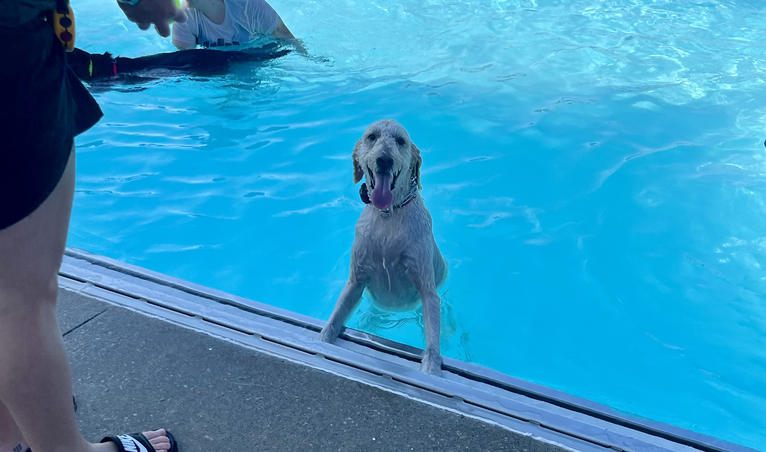Dog swim at Lakewood's Madison Park - cleveland.com