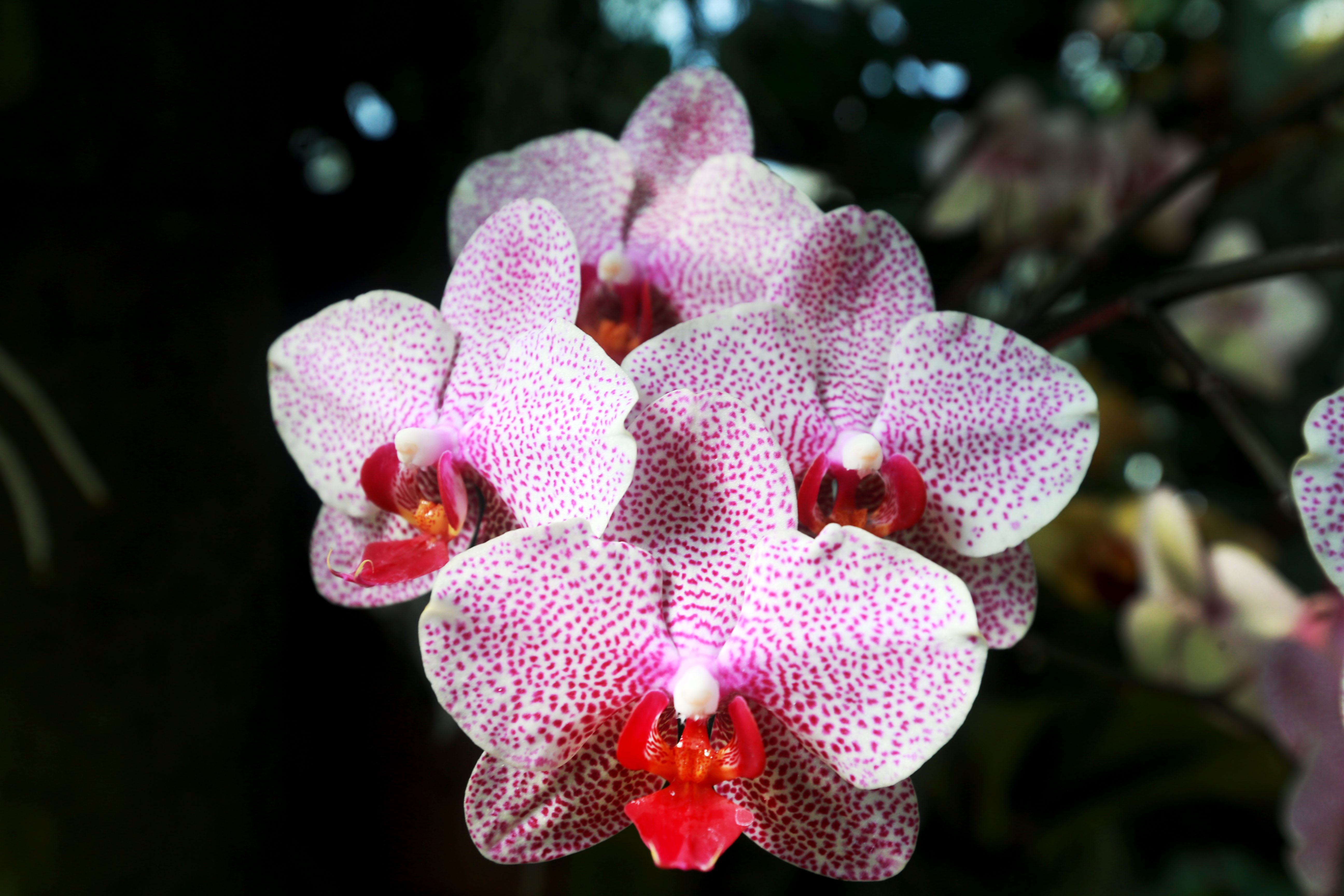 Orchids in full bloom - nj.com