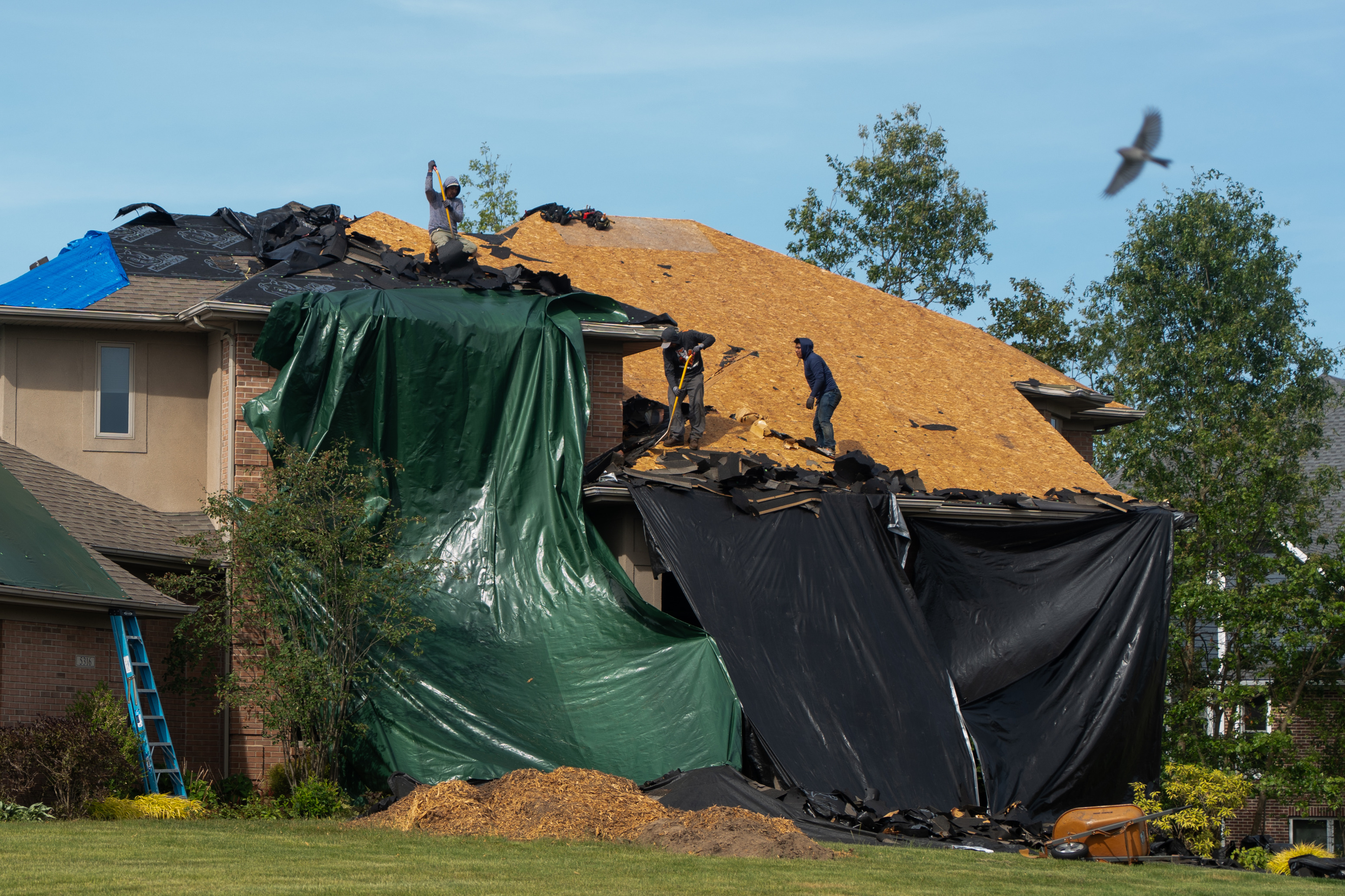 Tree removal continues in Colony Woods neighborhood - mlive.com