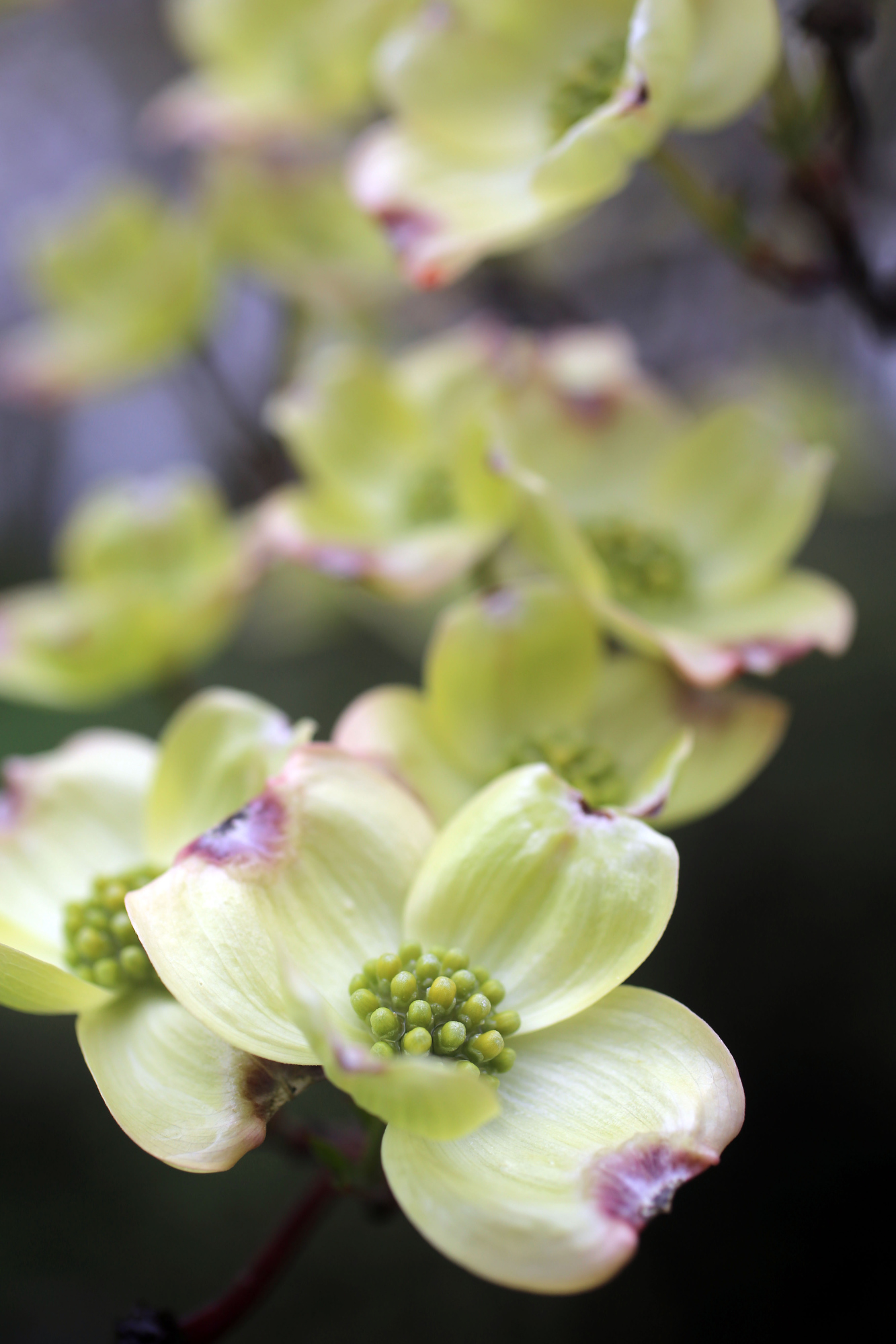 Lake View Cemetery in full bloom - cleveland.com