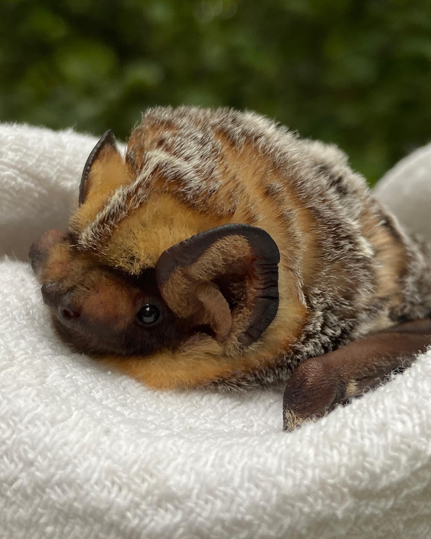Bats at the Pennslyvania Bat Rescue - pennlive.com