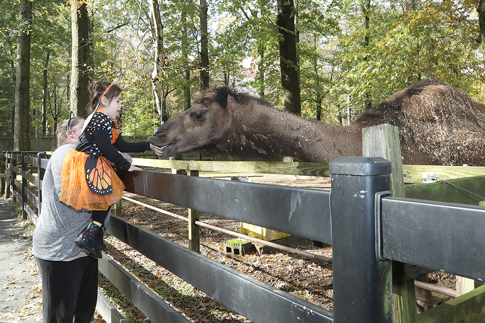 The Spooky Safari at the Zoo in Forest Park - masslive.com