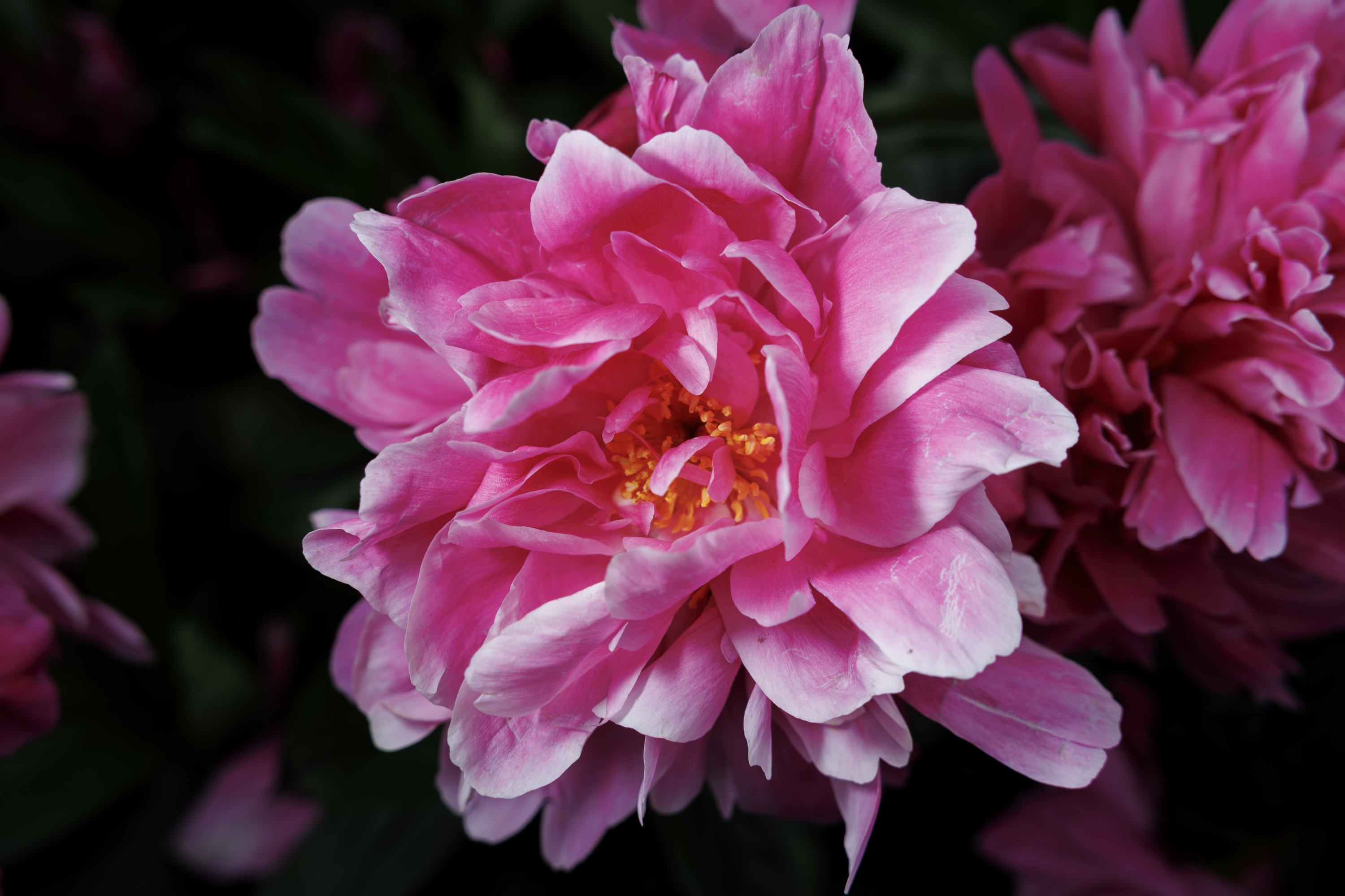 Peonies see early peak bloom at Nichols Arboretum in 2024 - mlive.com