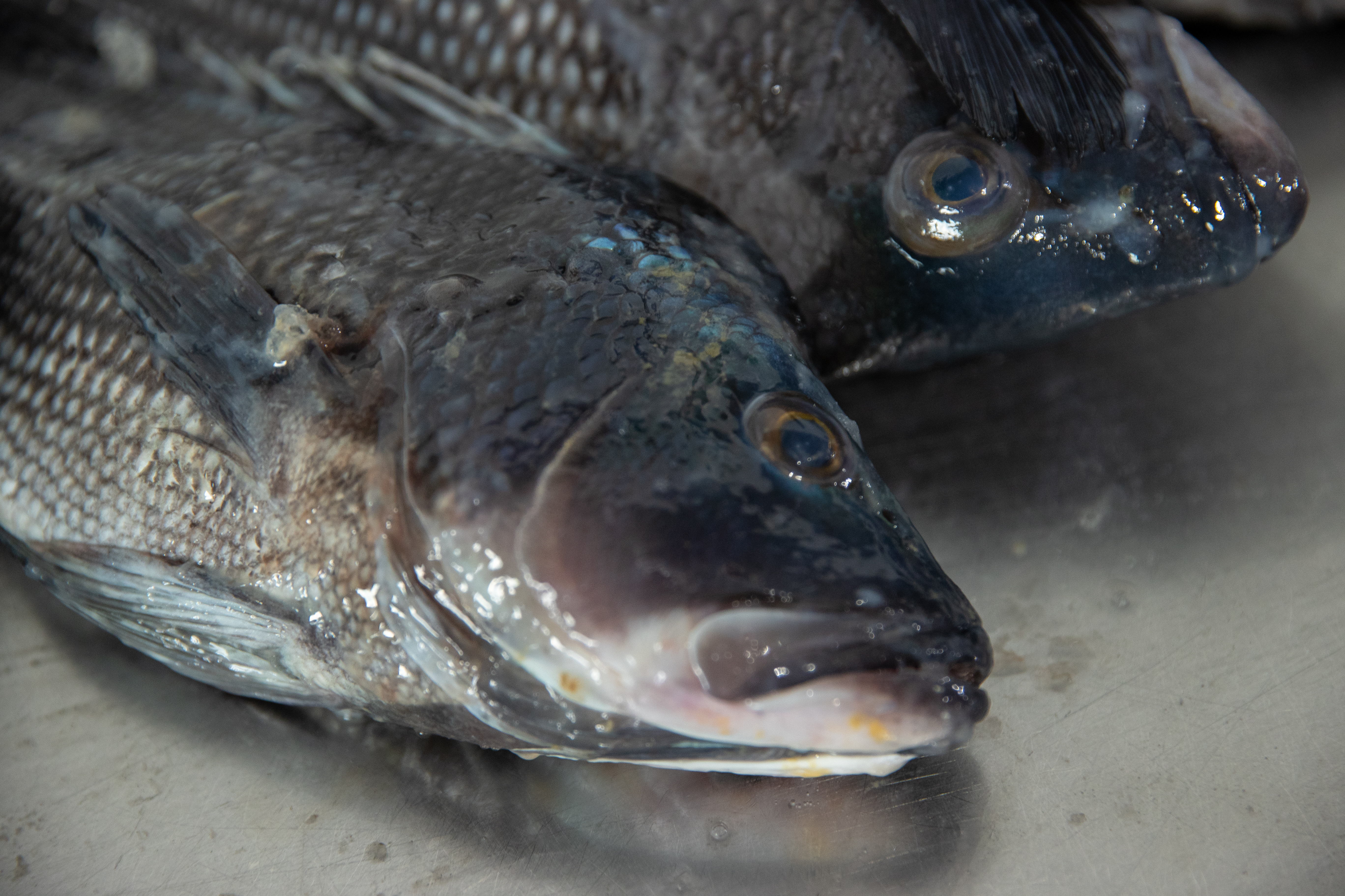 In Hot Water - al.com