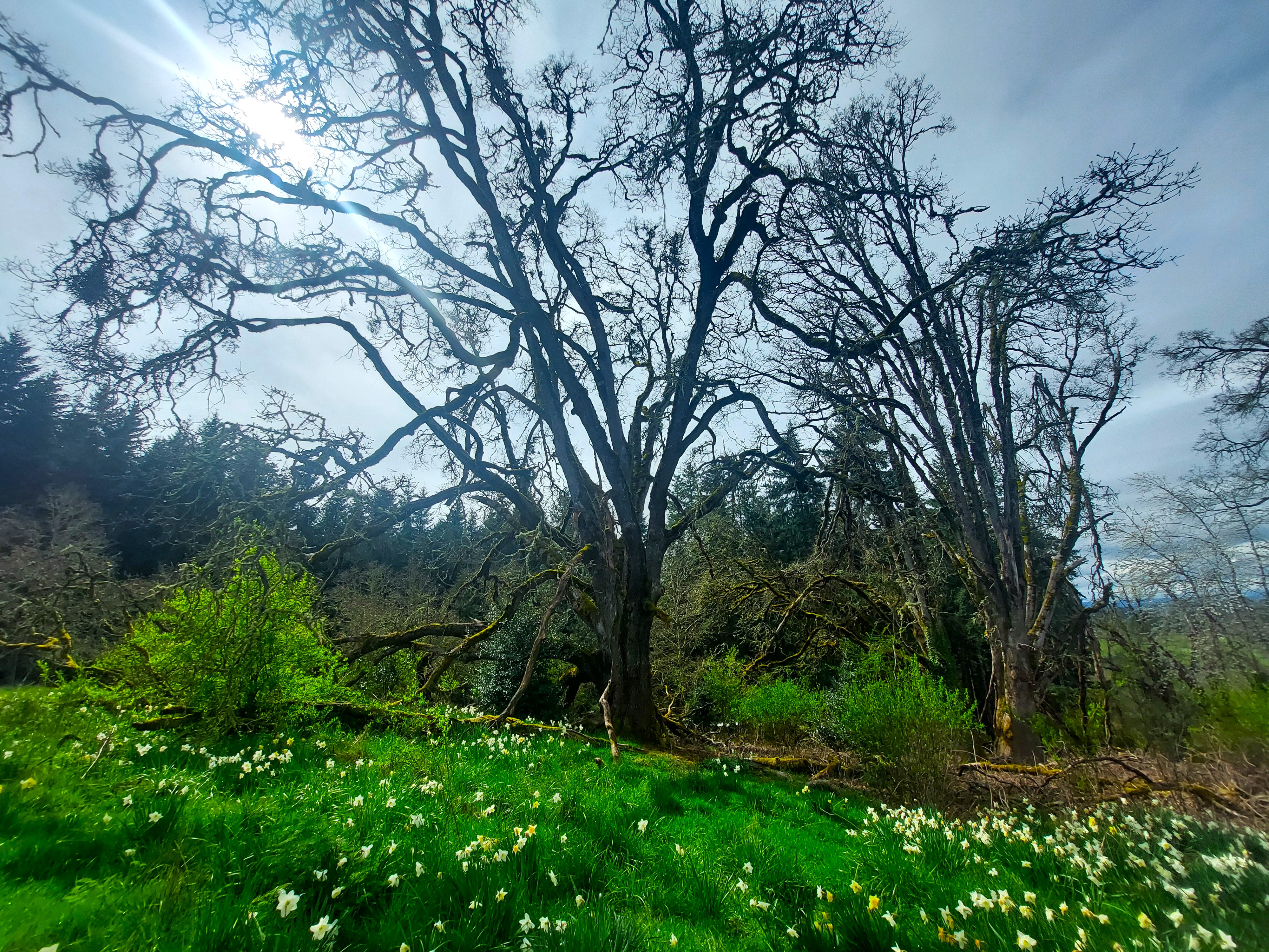 Oregon Garden springtime - oregonlive.com