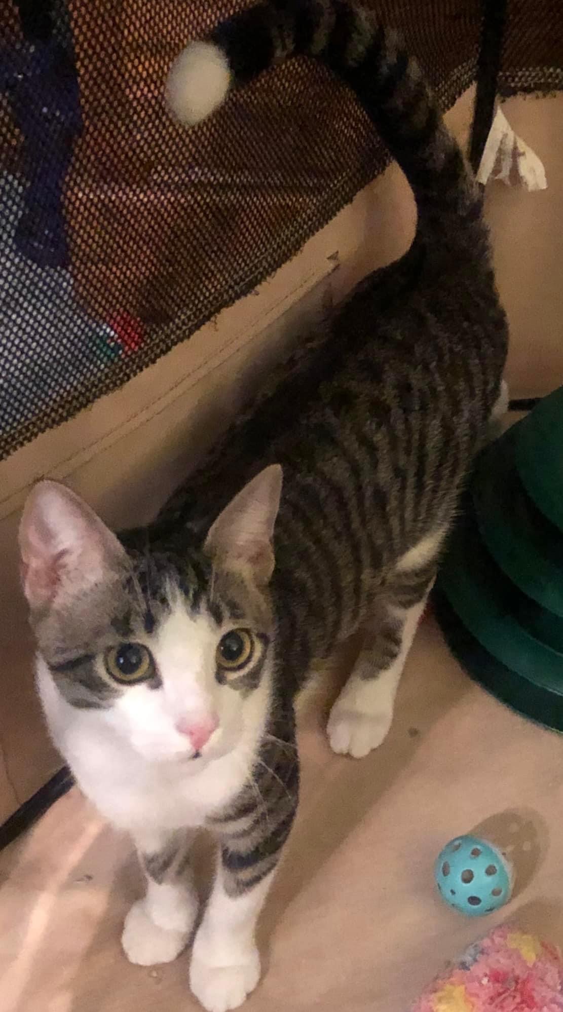 To sit or not to sit. Adoptable pets to share your life with. Oct. 12 ...