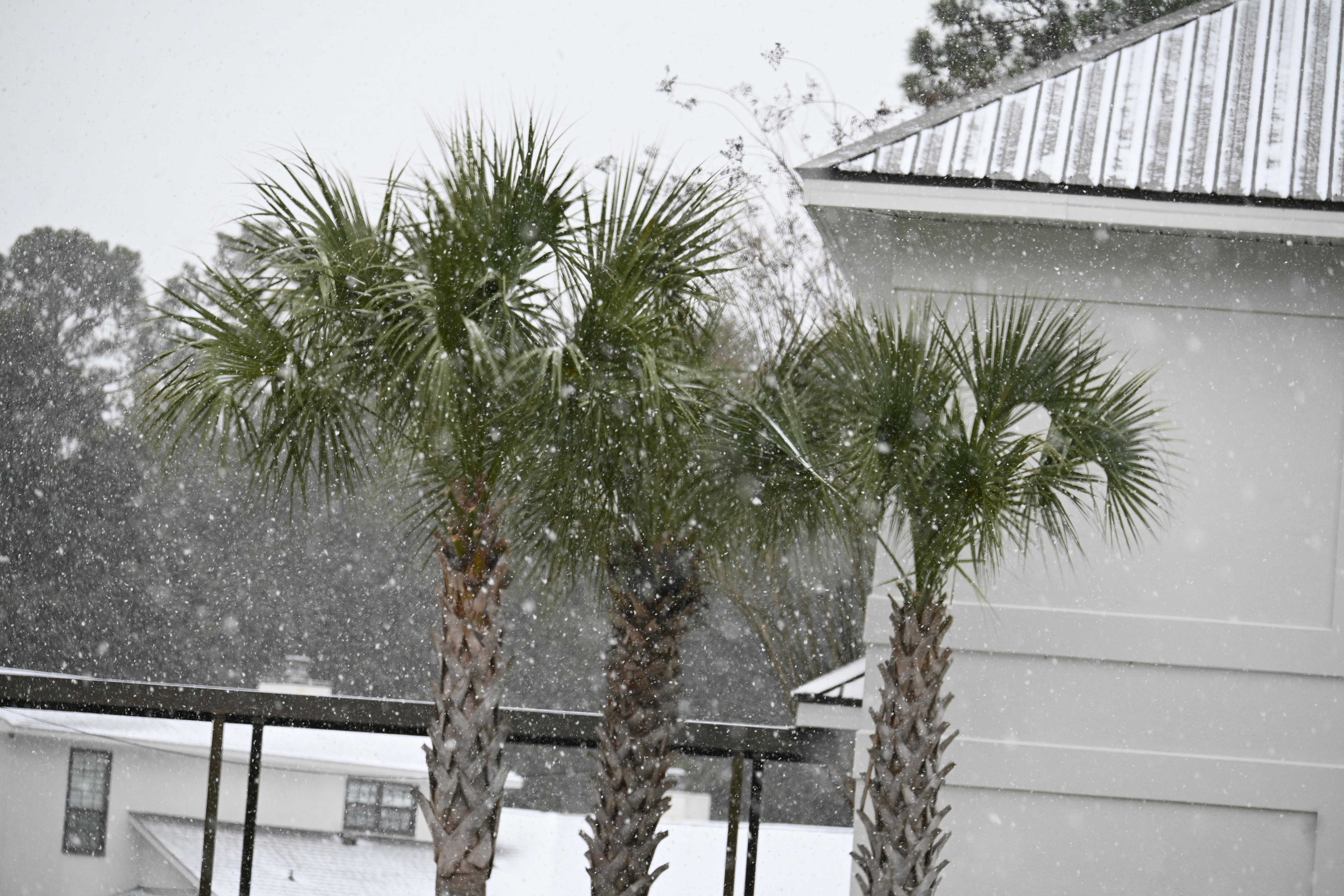 Rare south Alabama snow Jan. 21, 2025 - al.com
