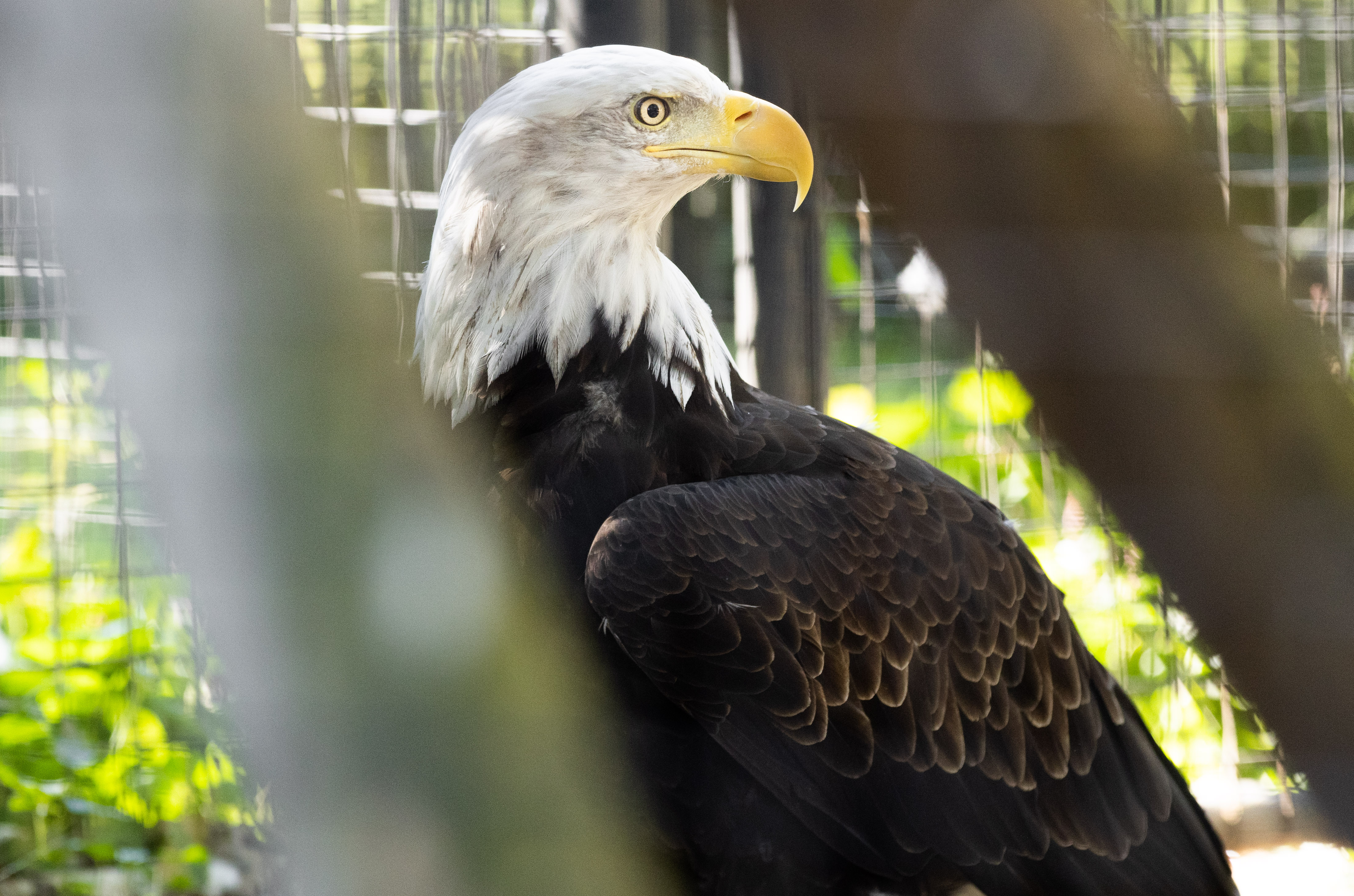 $50,000 state grant awarded to the Zoo in Forest Park & Education ...