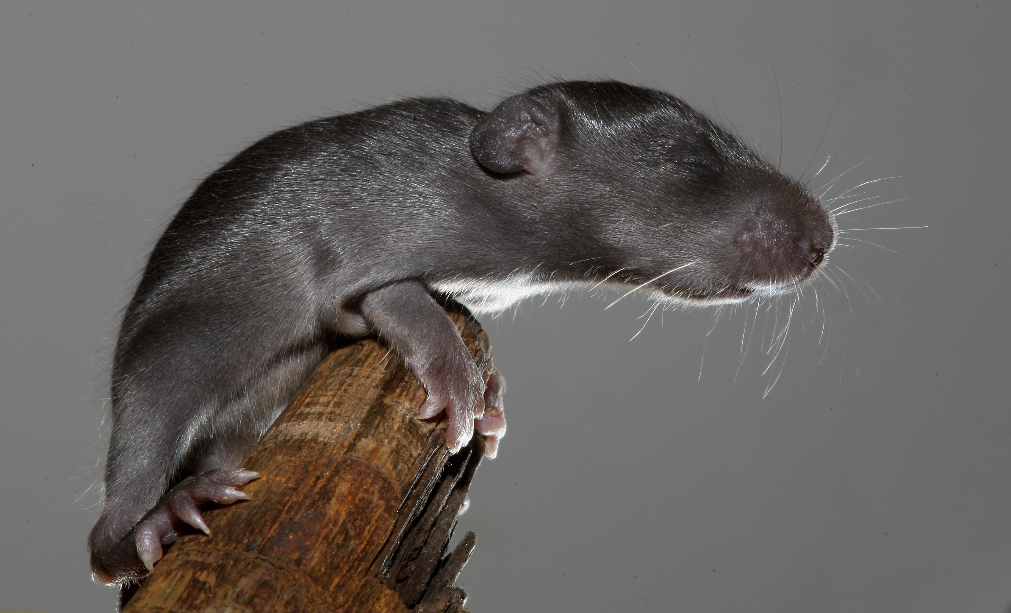 Invasive rats in the Portland metro - oregonlive.com