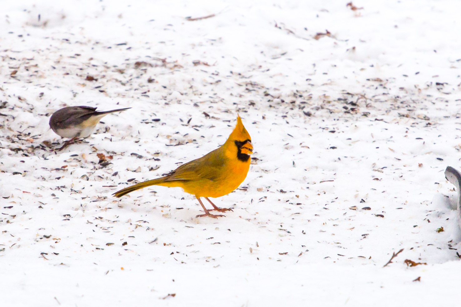 Michigan is home to a rare yellow-colored northern cardinal - mlive.com