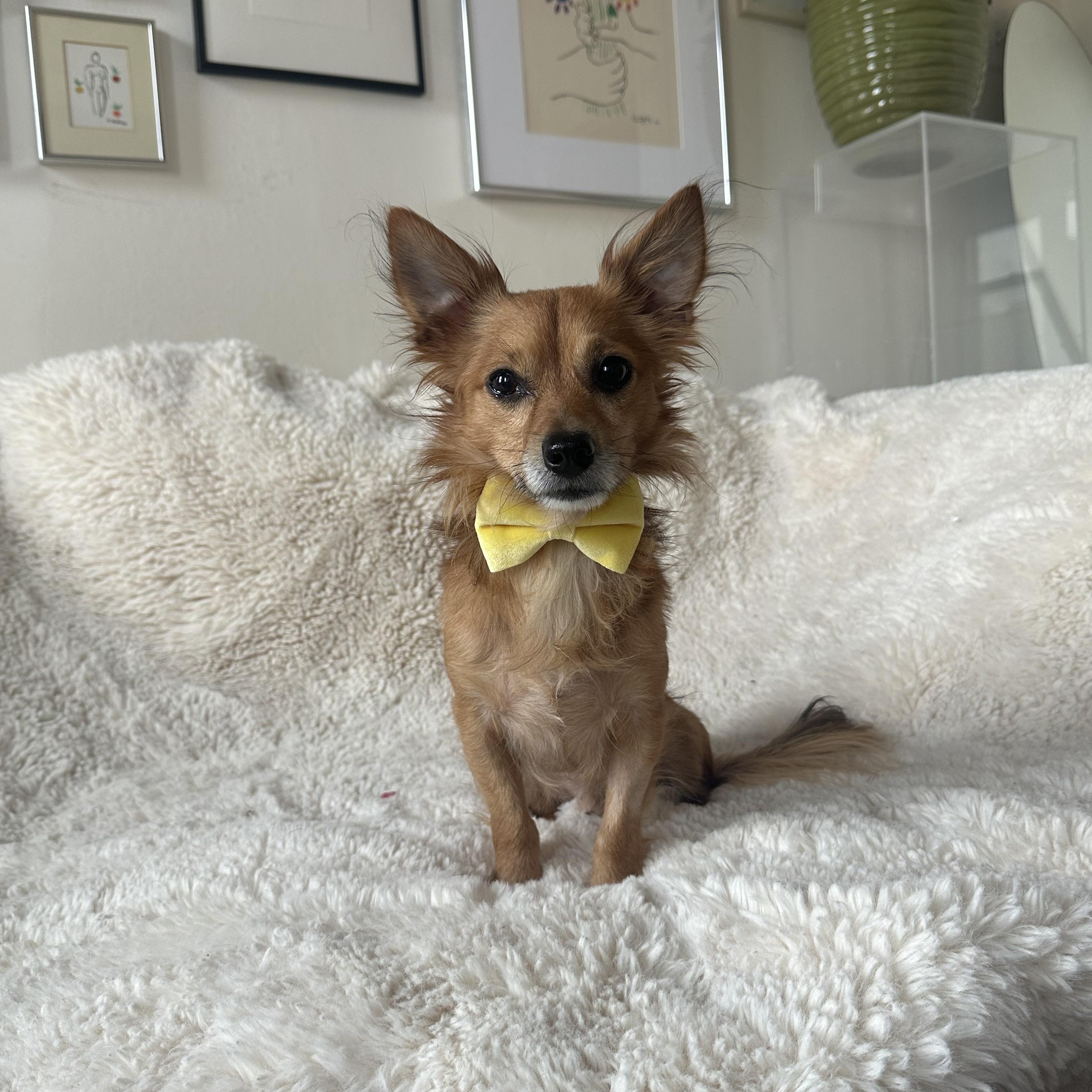 How to prepare your pets for Fourth of July fireworks. These adoptable ...
