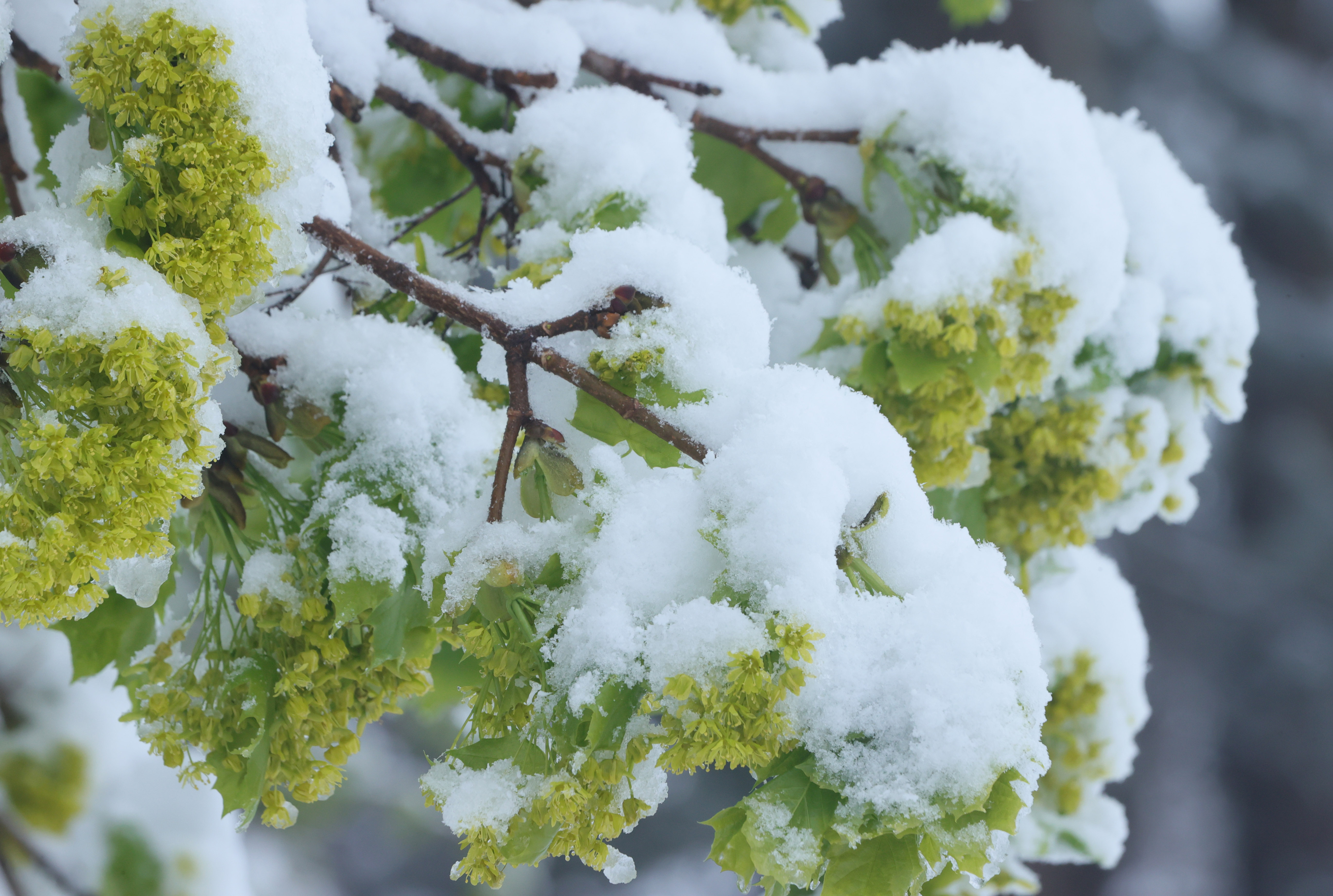 Late spring snow blankets Northeast Ohio, April 21, 2021 - cleveland.com