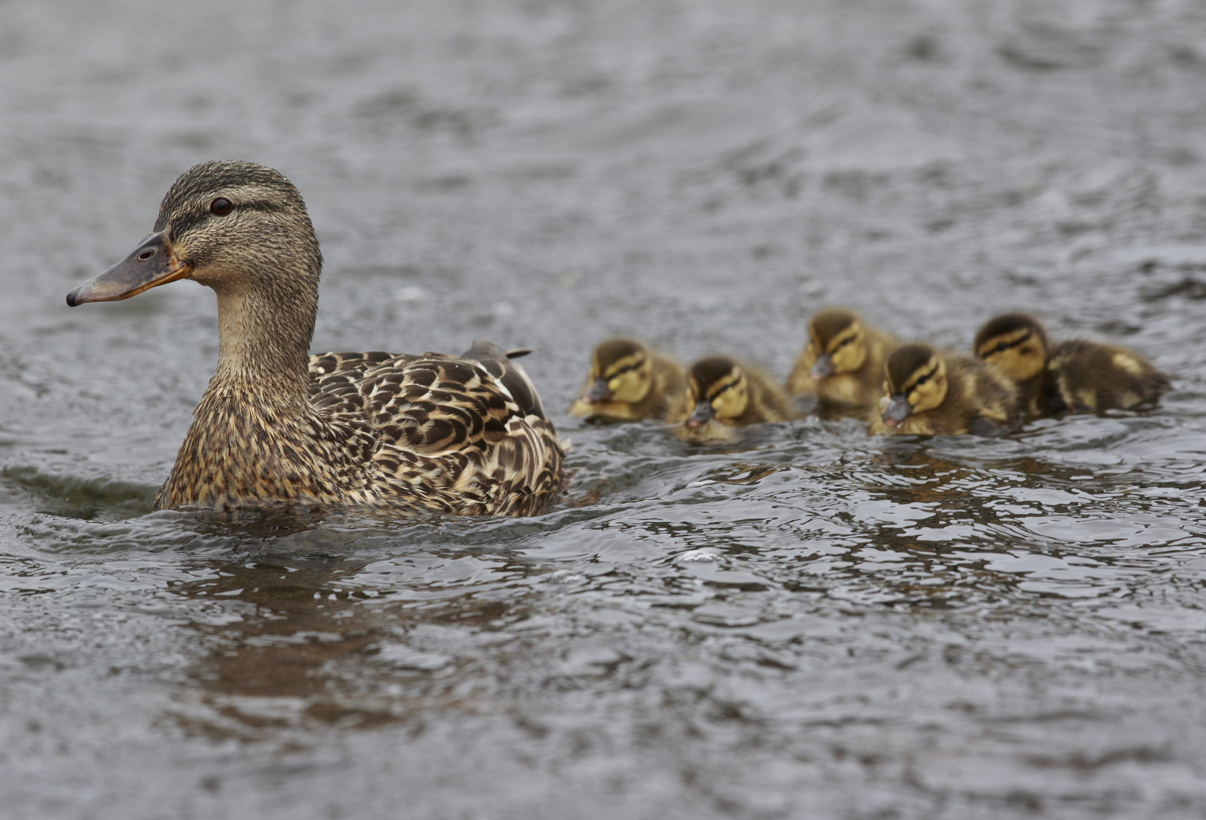 Mallard Duck Nesting