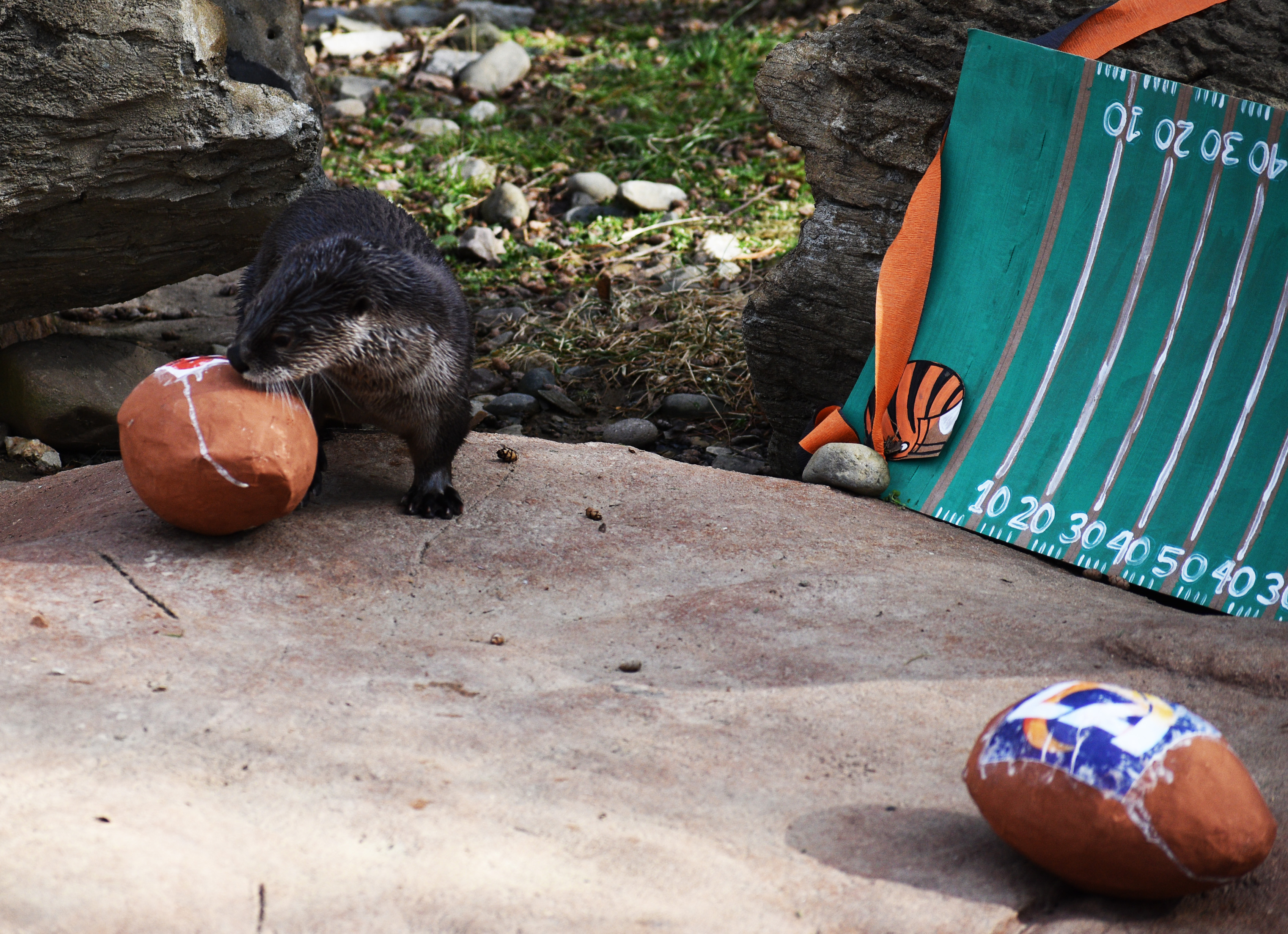 See who Luani the Lehigh Valley otter picked to win the Super Bowl ...