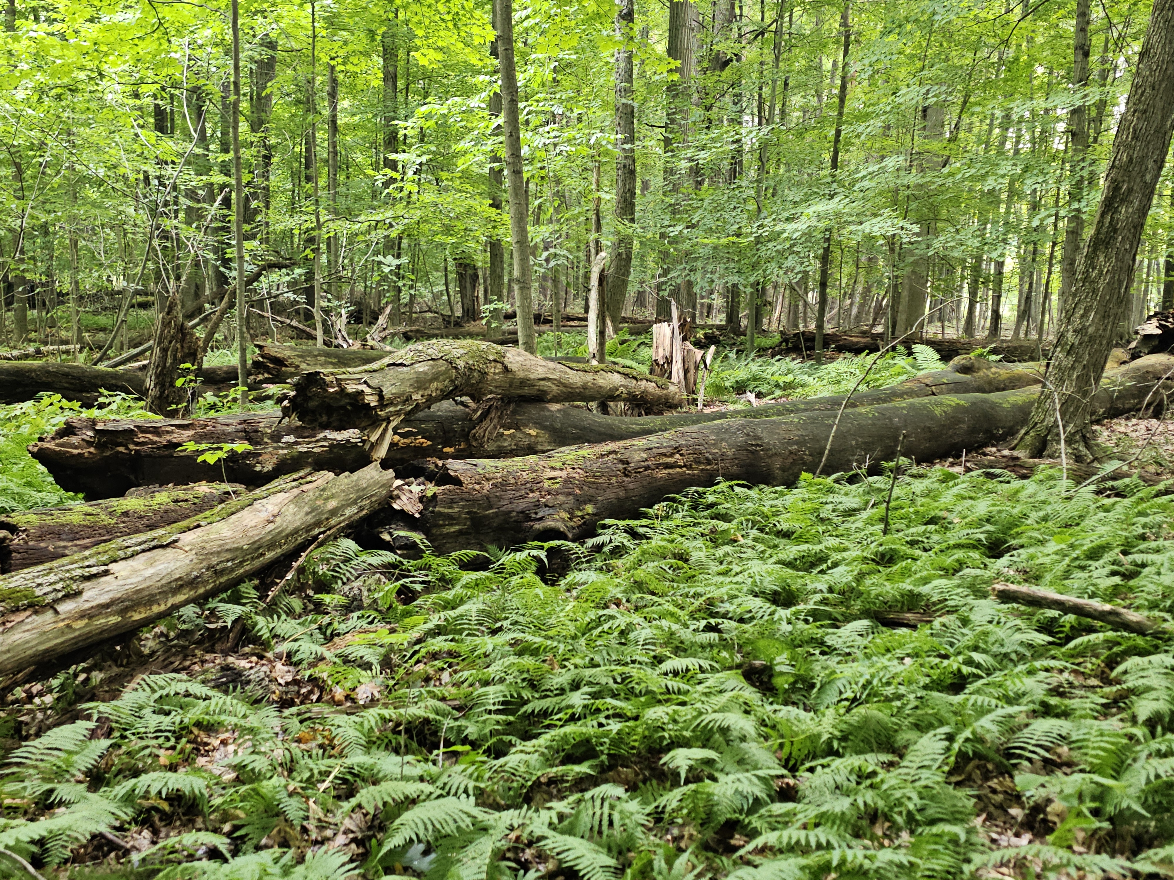 A rare old-growth forest in suburban Detroit - mlive.com