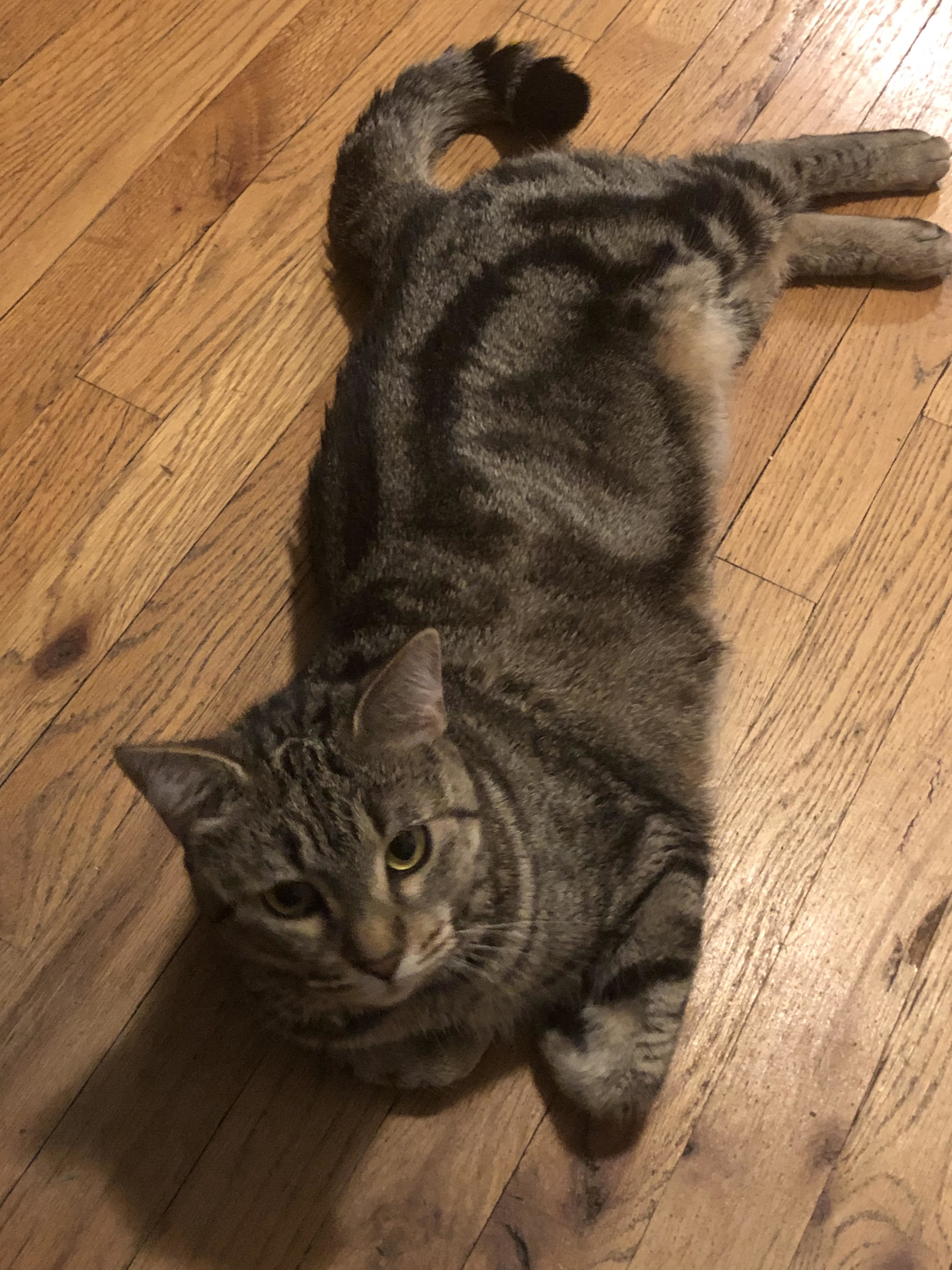 Heartwarming love from theses 13 adoptable pets: May 2-3 - silive.com