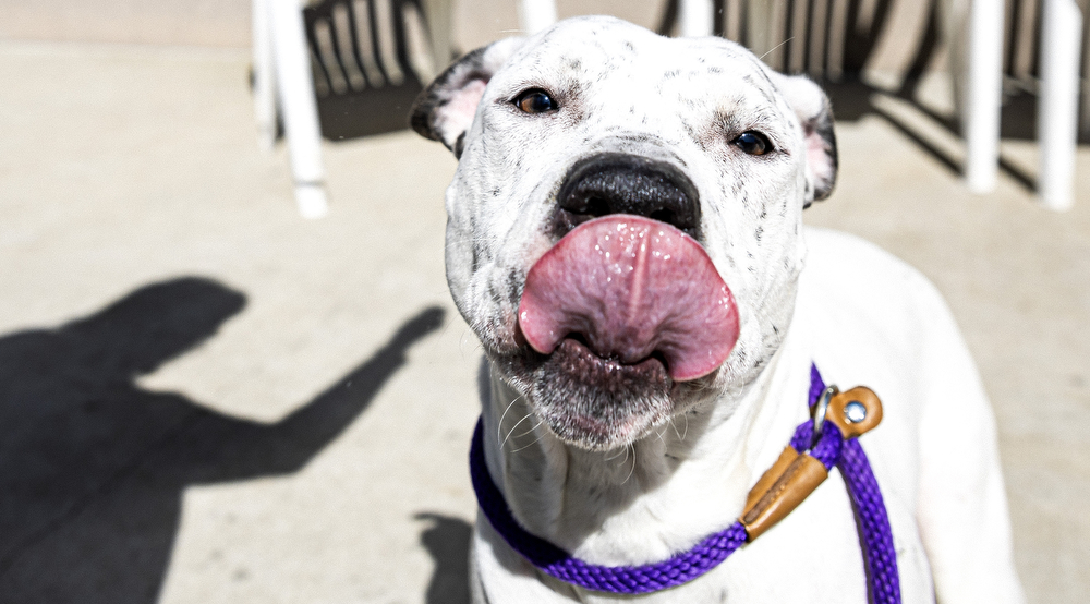 Humane Society of Harrisburg Area removes breed labeling of shelter ...