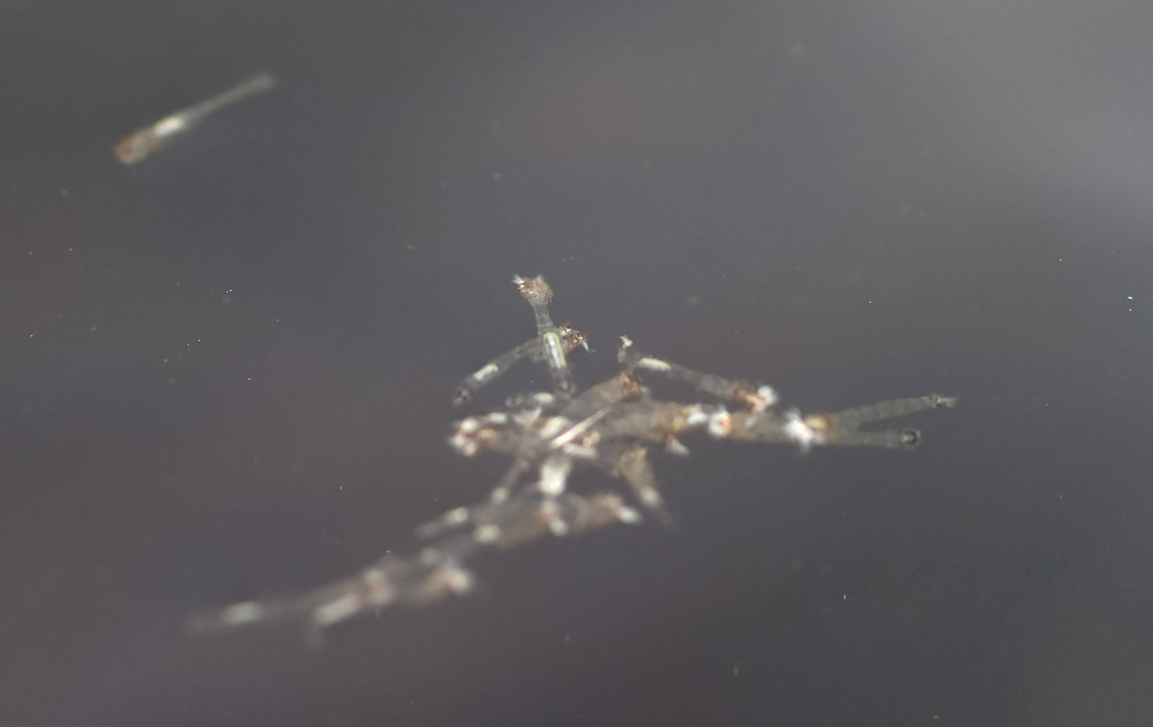 Midges are emerging around Northeast Ohio, May 17, 2024 - cleveland.com