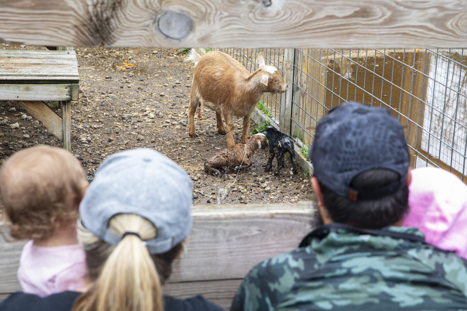 Boulder Ridge Wild Animal Park opens to the public - mlive.com