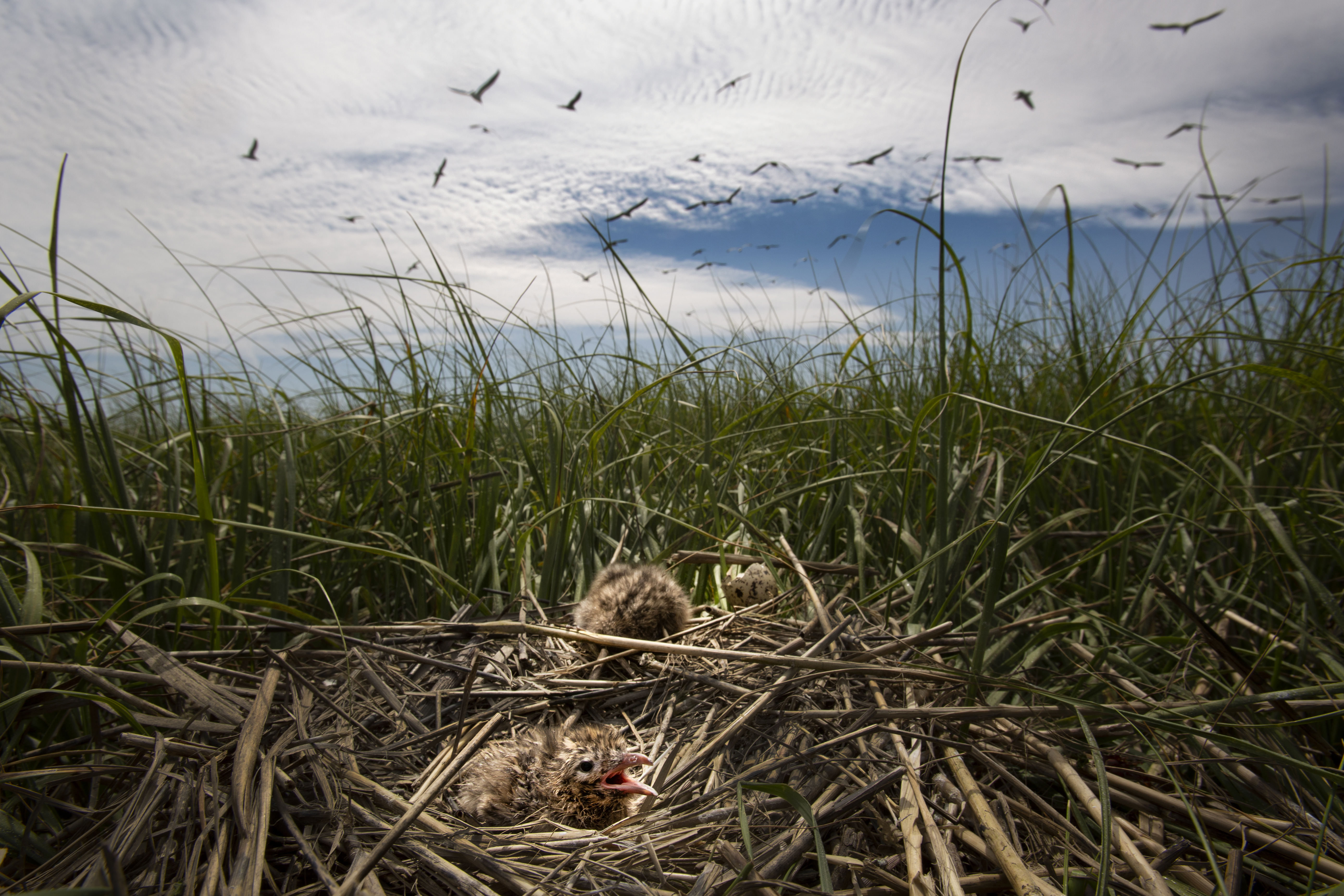 NJ Gulls - Return to Ring Island, hatchlings - nj.com