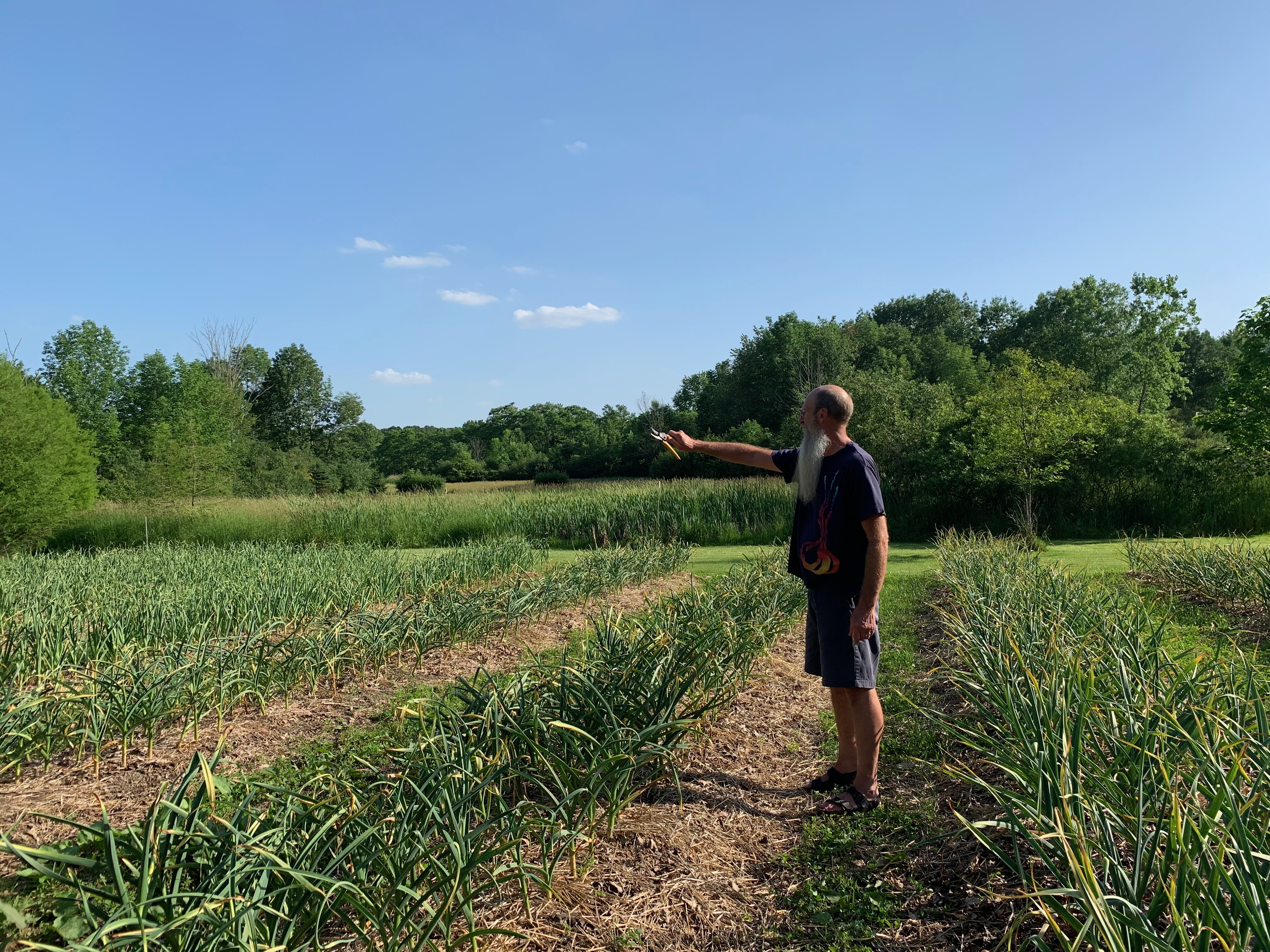 Thaxton's Organic Garlic - cleveland.com