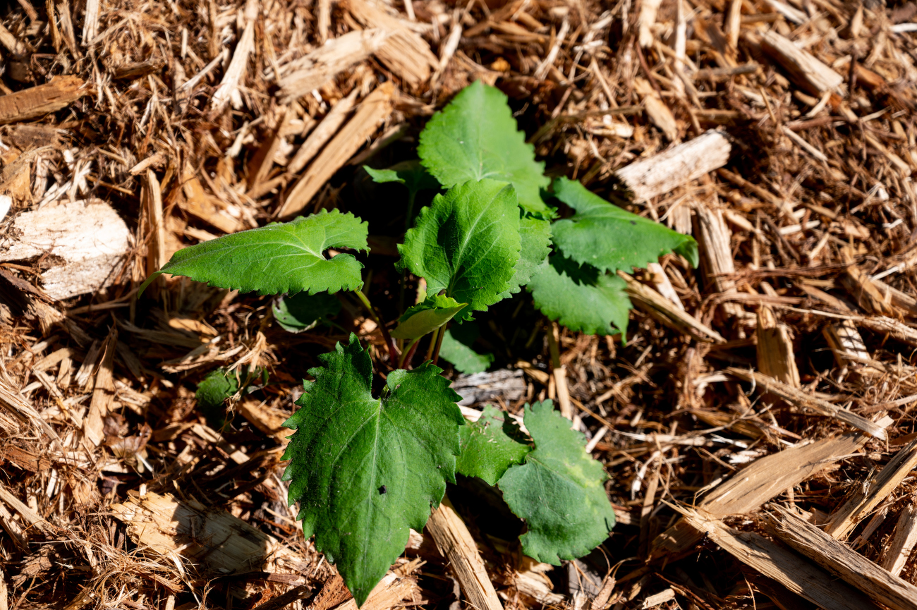 Native plant gardening in Washtenaw County - mlive.com