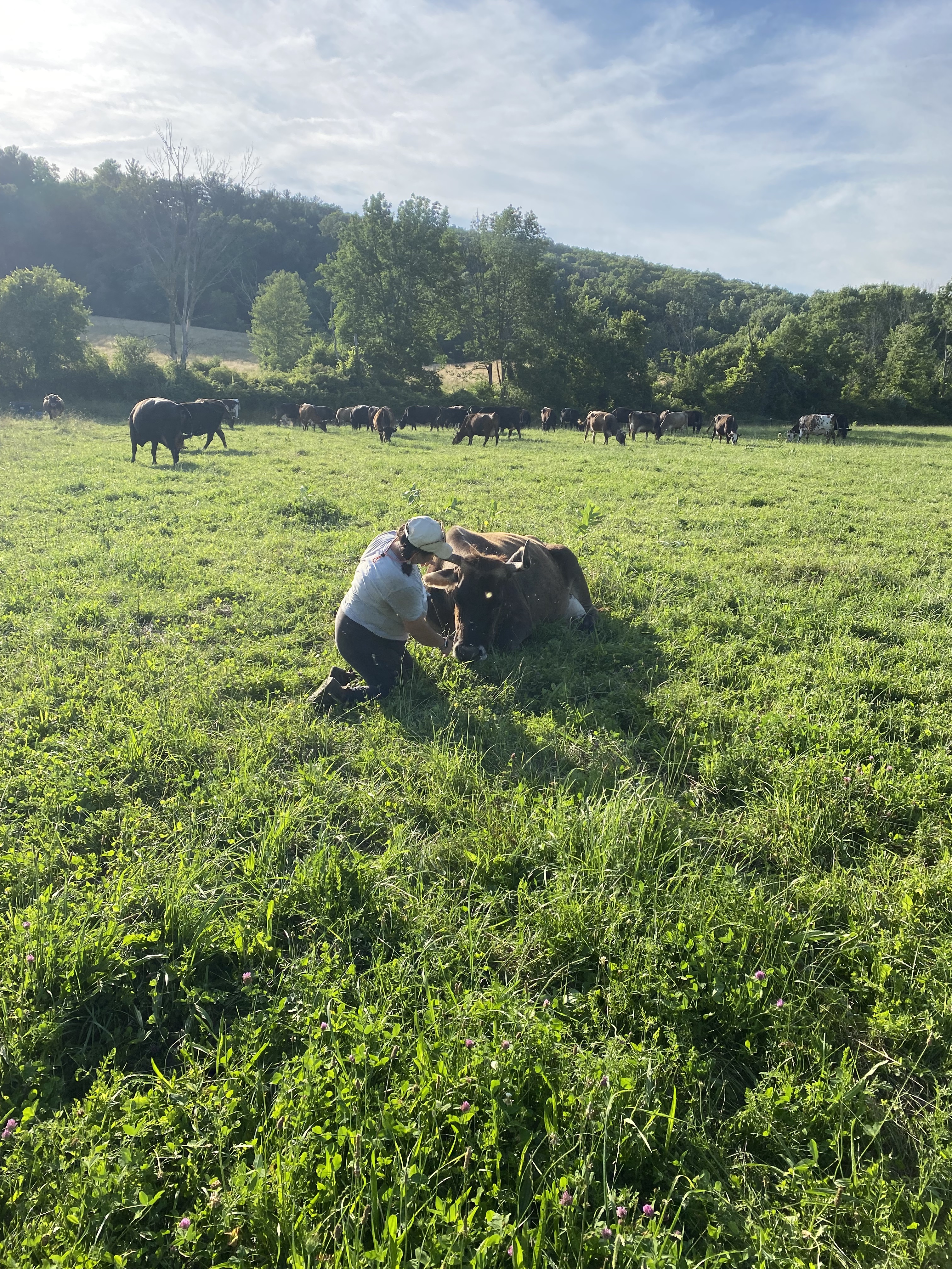 Life on Hawthorne Valley Farm - nj.com