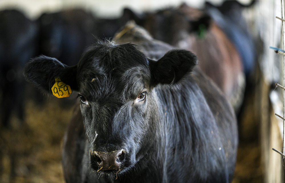 Lancaster County farm raises cattle for Karns Quality Foods - pennlive.com