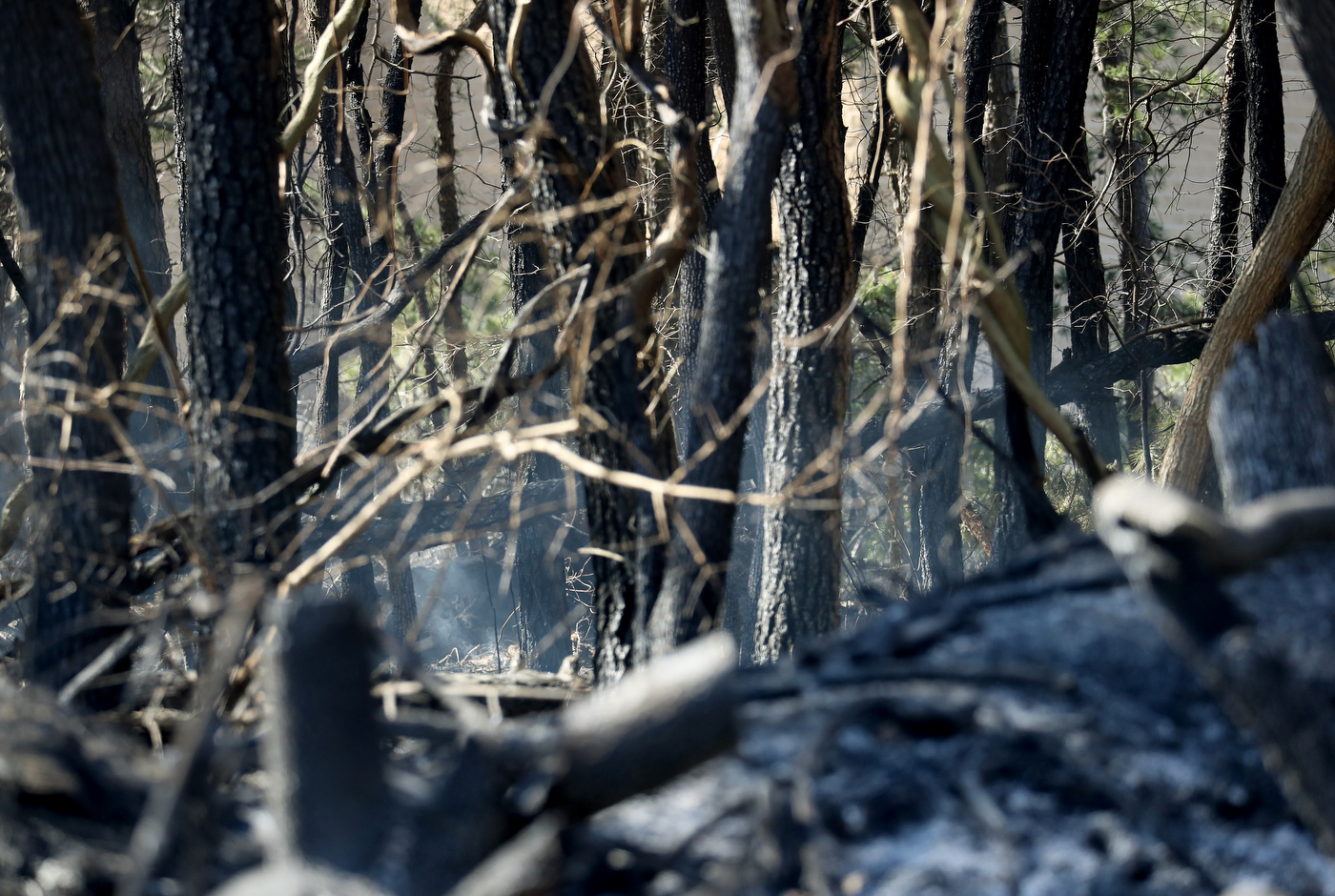 Damage from large brush fire in Brick and Lakewood, March 15, 2021 - nj.com