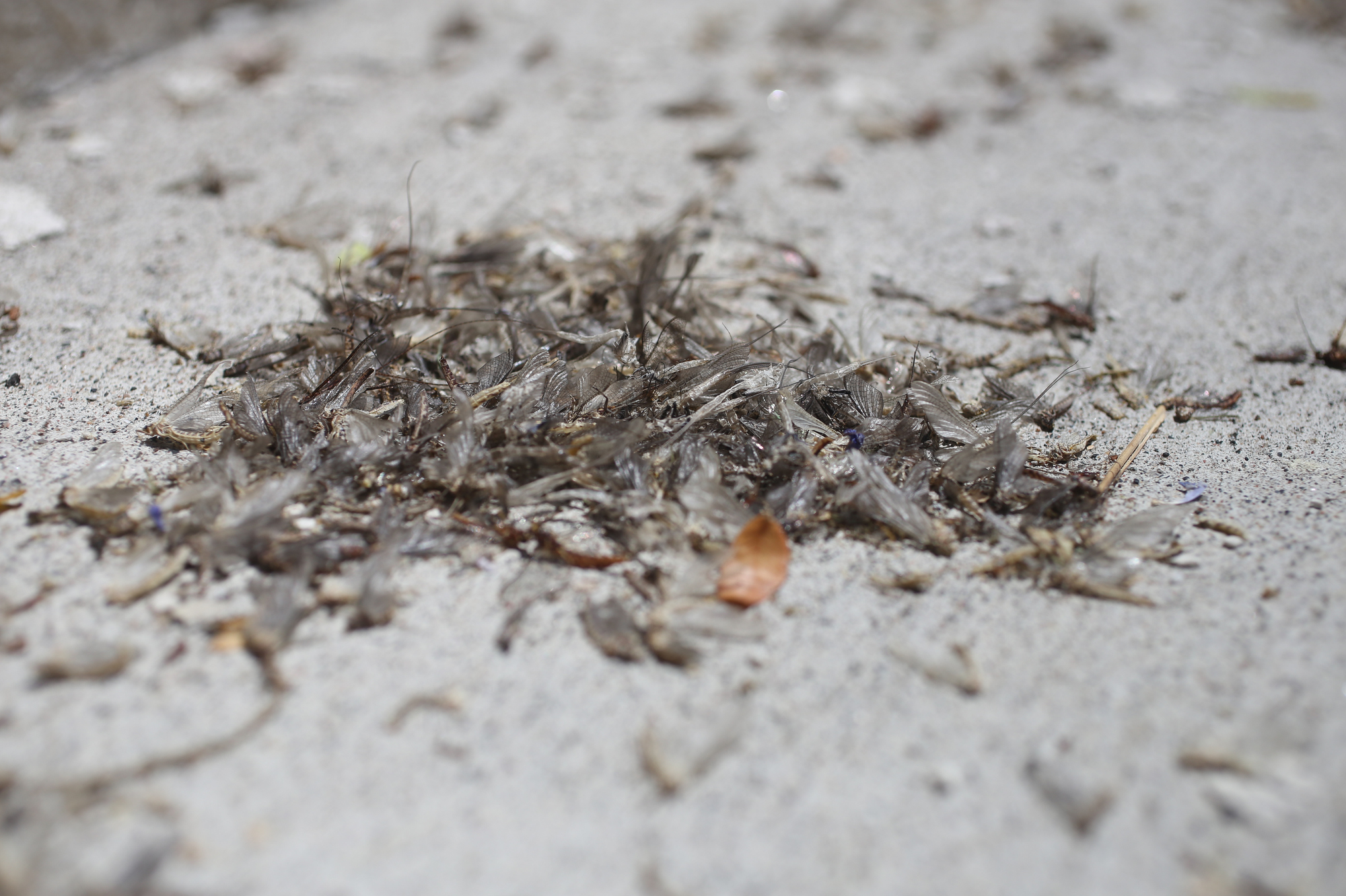Mayflies make their annual return to cities and towns along Lake Erie ...