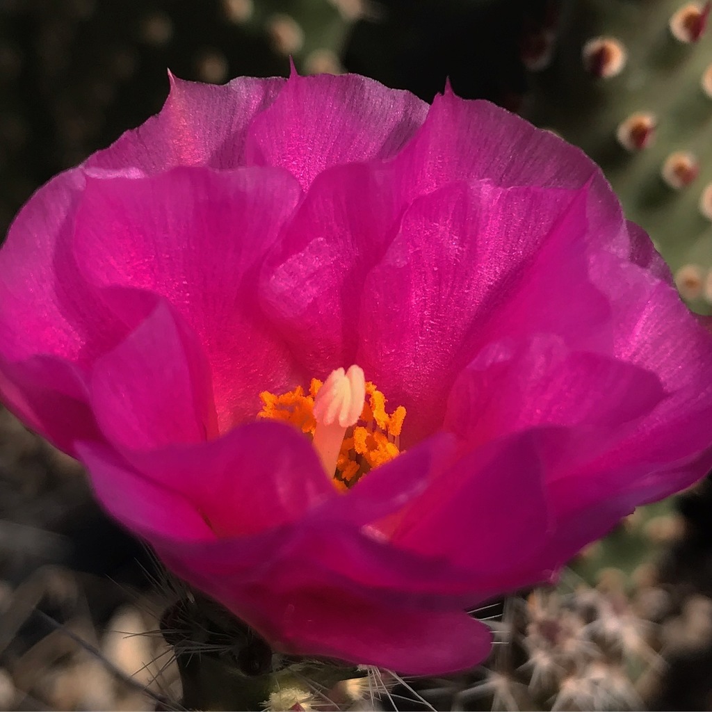 Hardy cacti - oregonlive.com