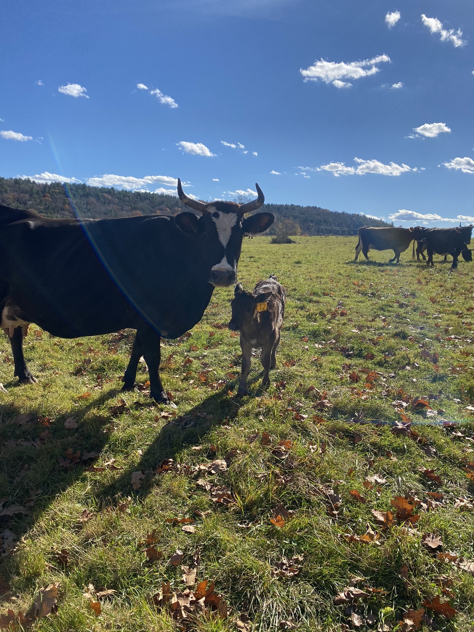 Life on Hawthorne Valley Farm - nj.com