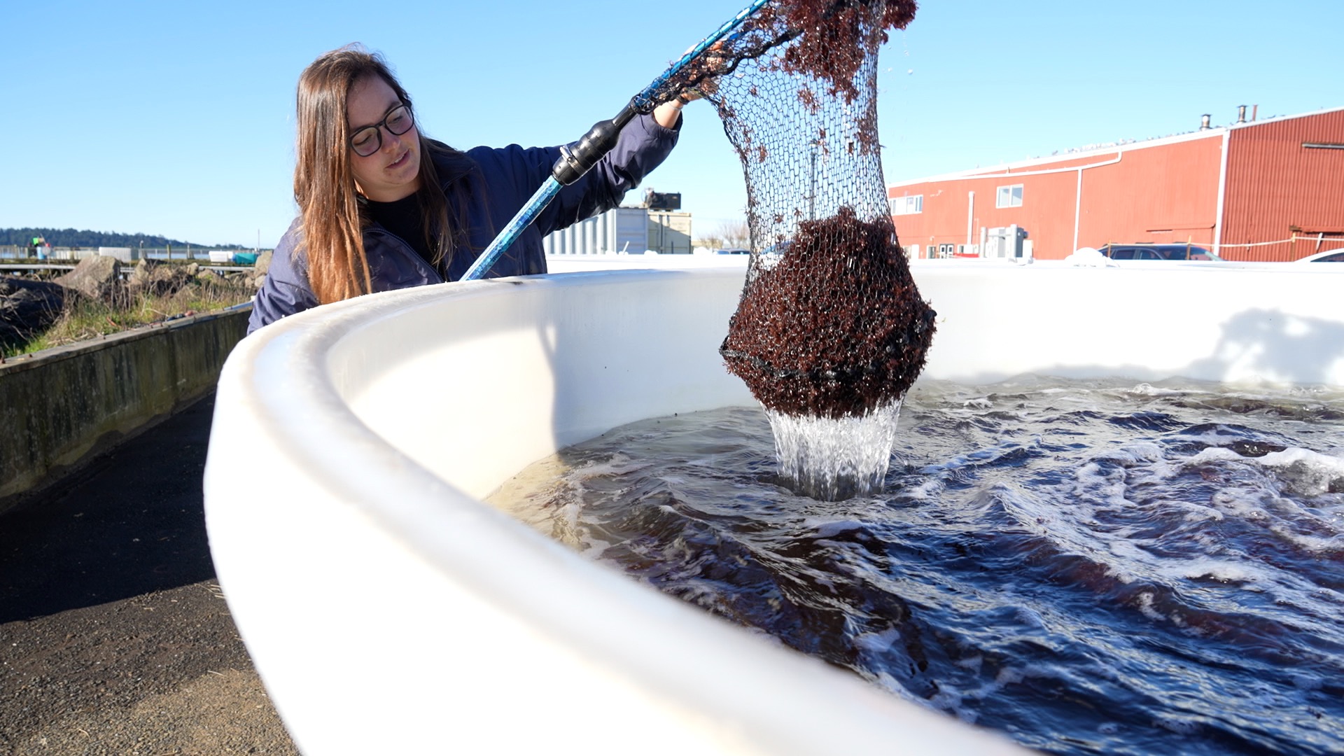 Oregon Seaweed - oregonlive.com