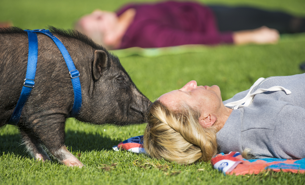 Yoga with pigs at Coca-Cola Park - lehighvalleylive.com