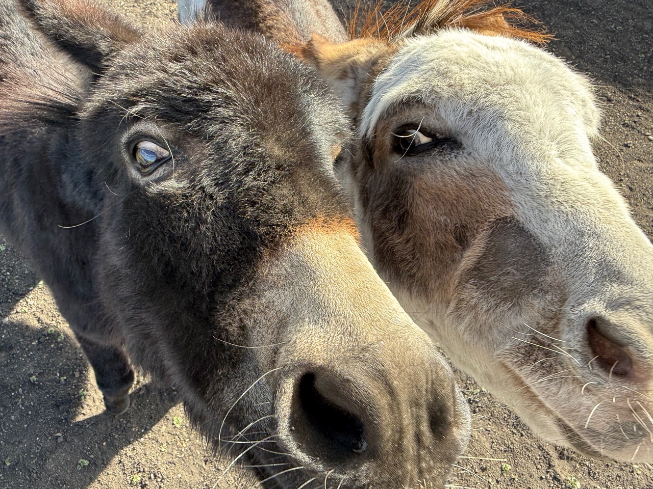 Tikkun Olam Farm Sanctuary - oregonlive.com