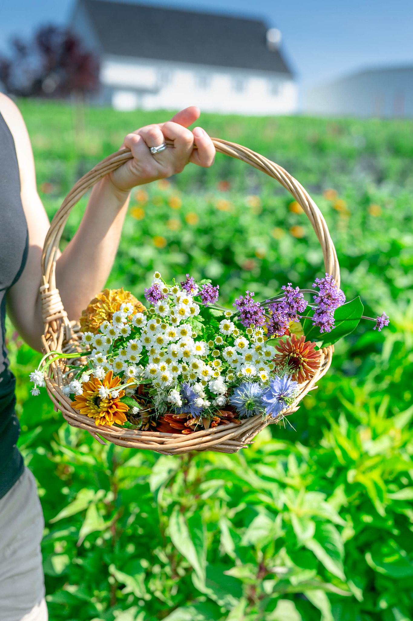 Northampton Flower And Produce Show | Best Flower Site