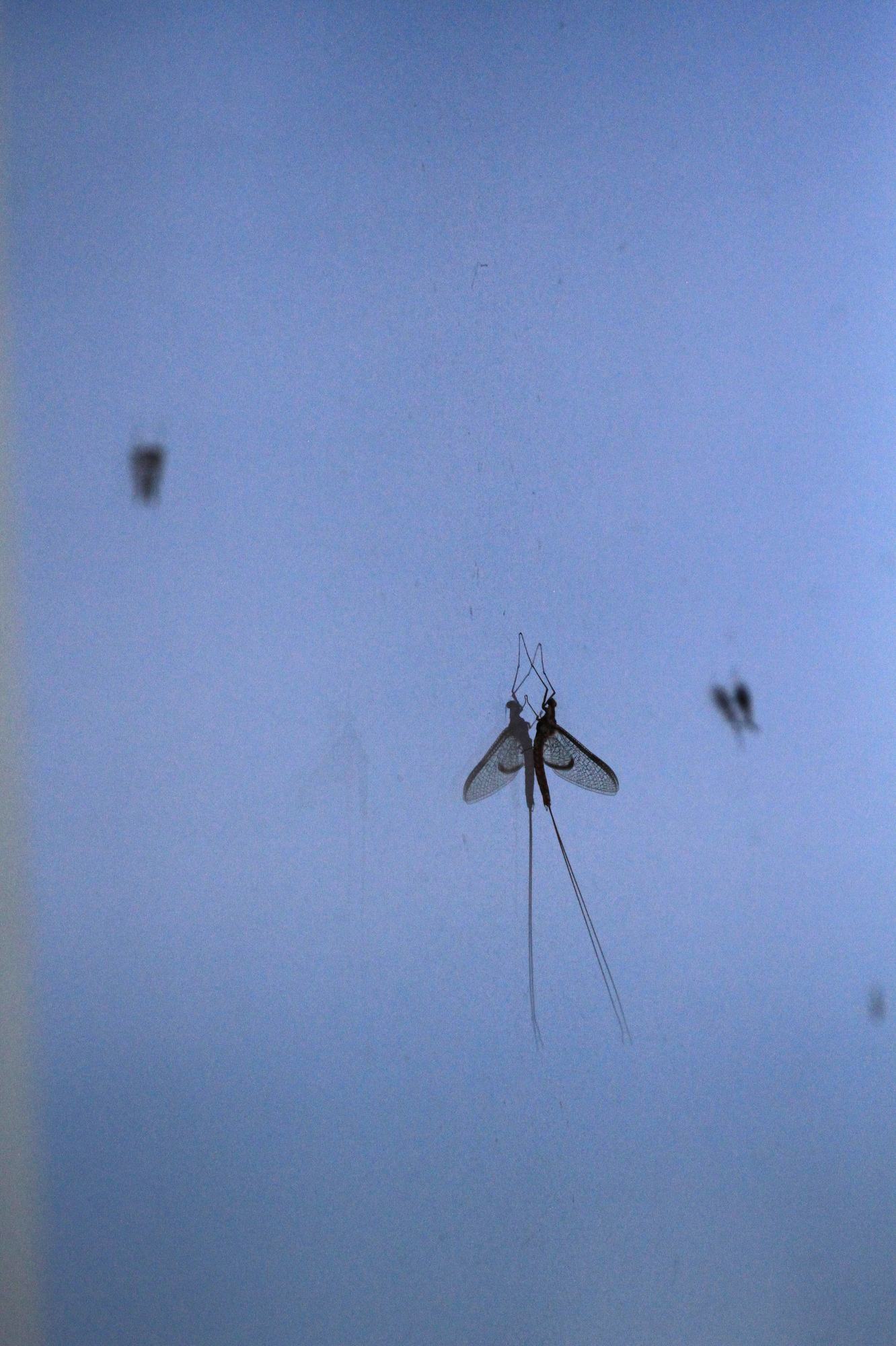 Mayflies make their annual return to cities and towns along Lake Erie ...