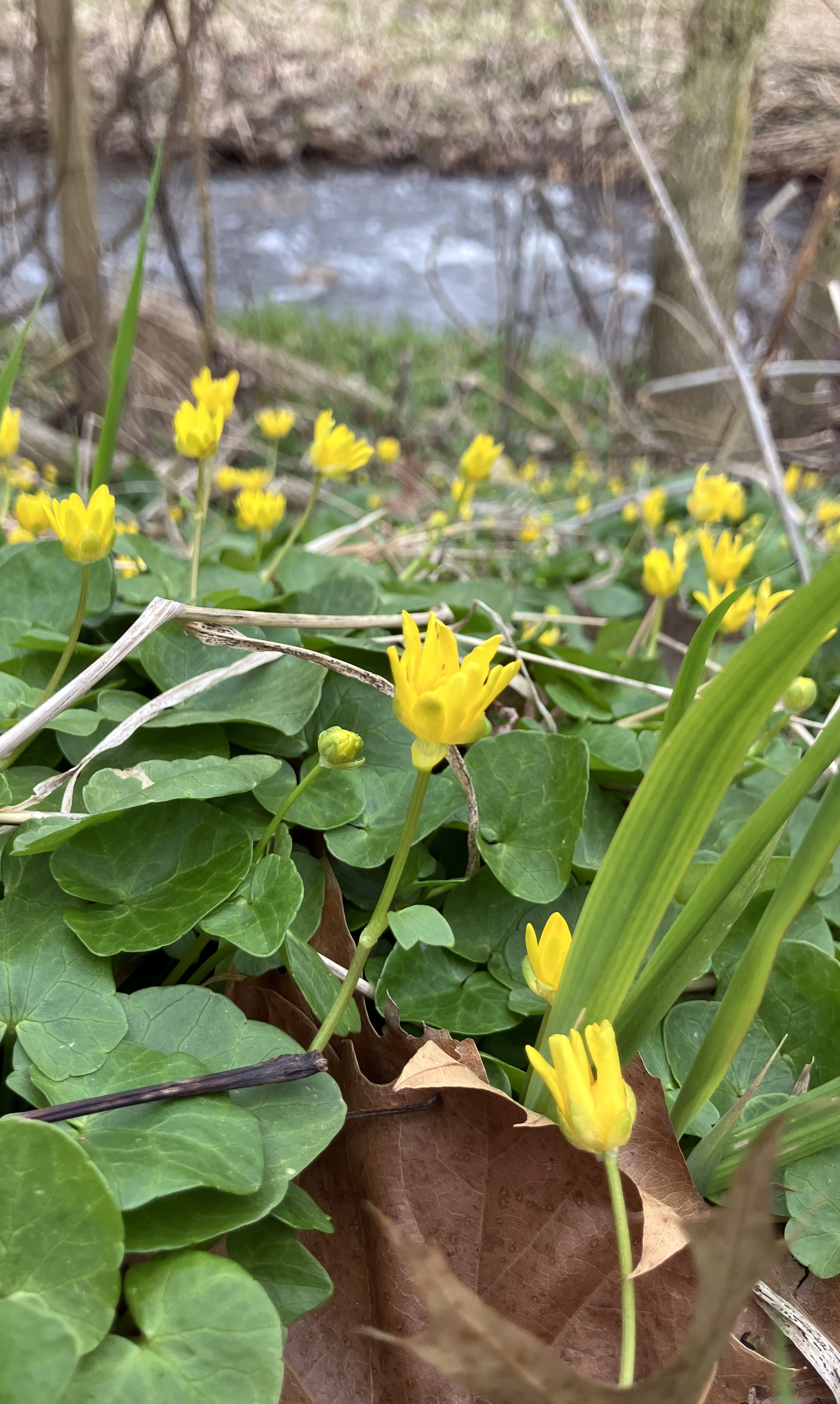 Spring continues to emerge in Northeast Ohio, March 26, 2024 ...