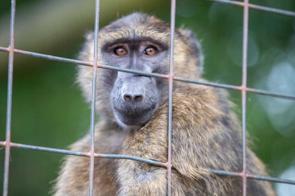Lake Tobias keeps their animals cool in heat wave - pennlive.com