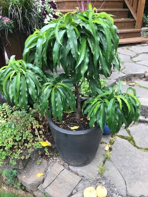 Container gardens - oregonlive.com