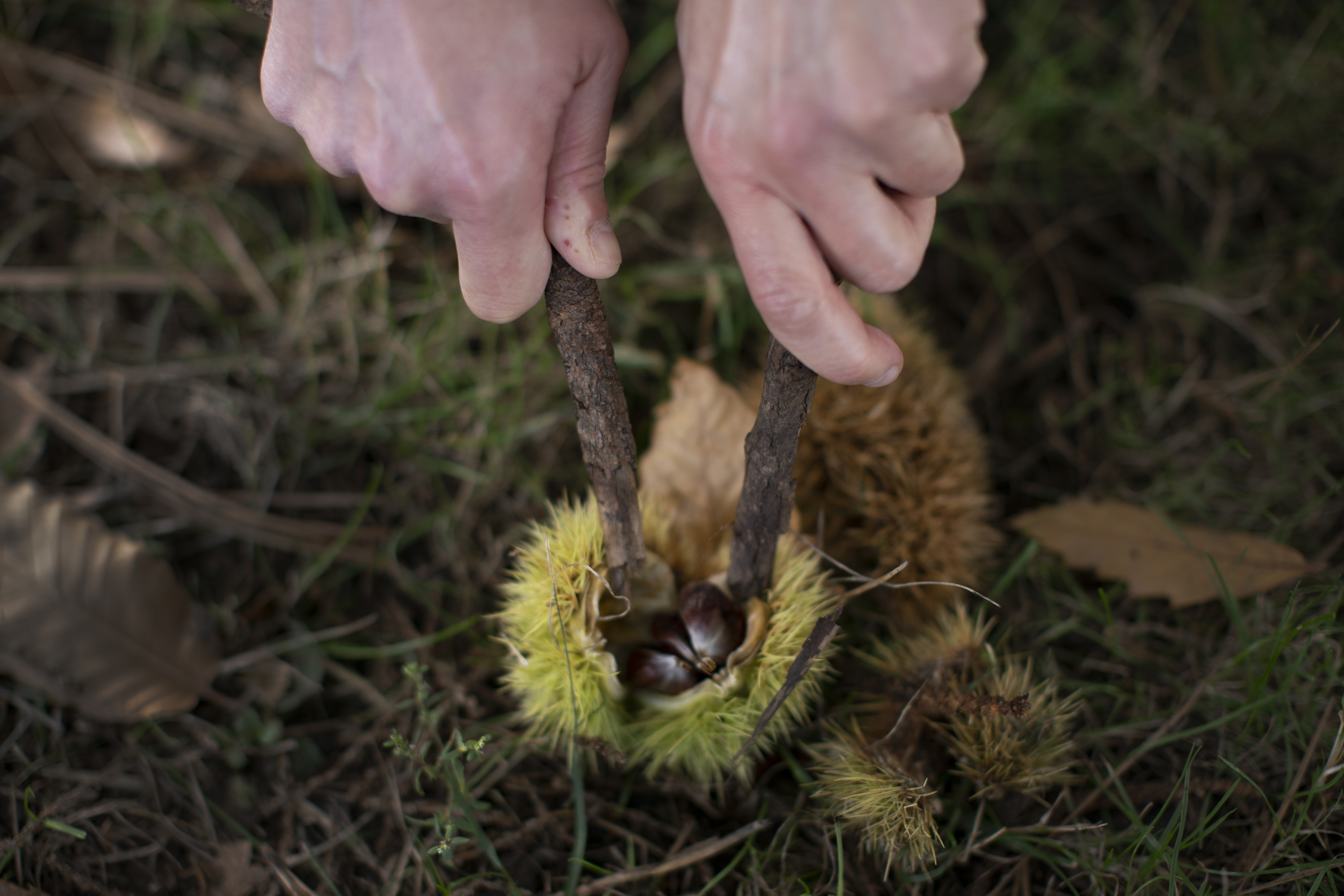 Chestnut hunting in Portland - oregonlive.com