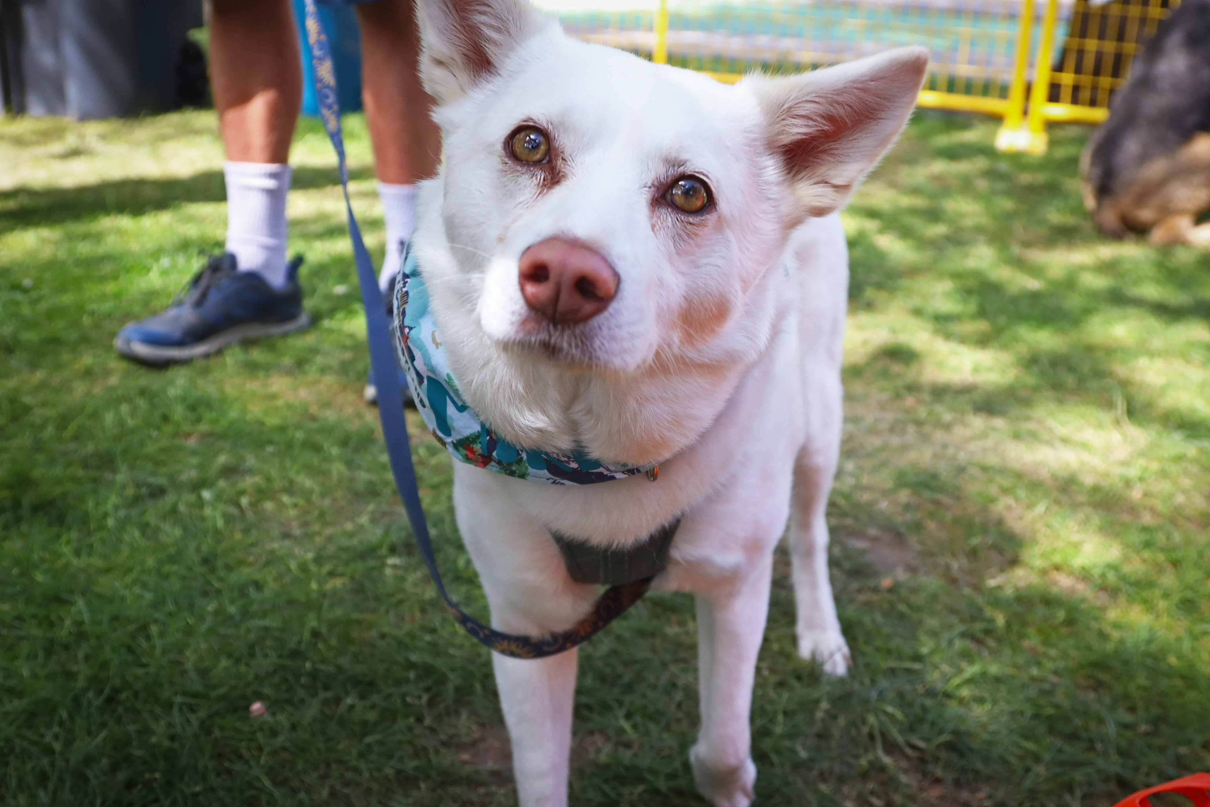 Oregon Humane Society Doggie Dash 2025 - oregonlive.com