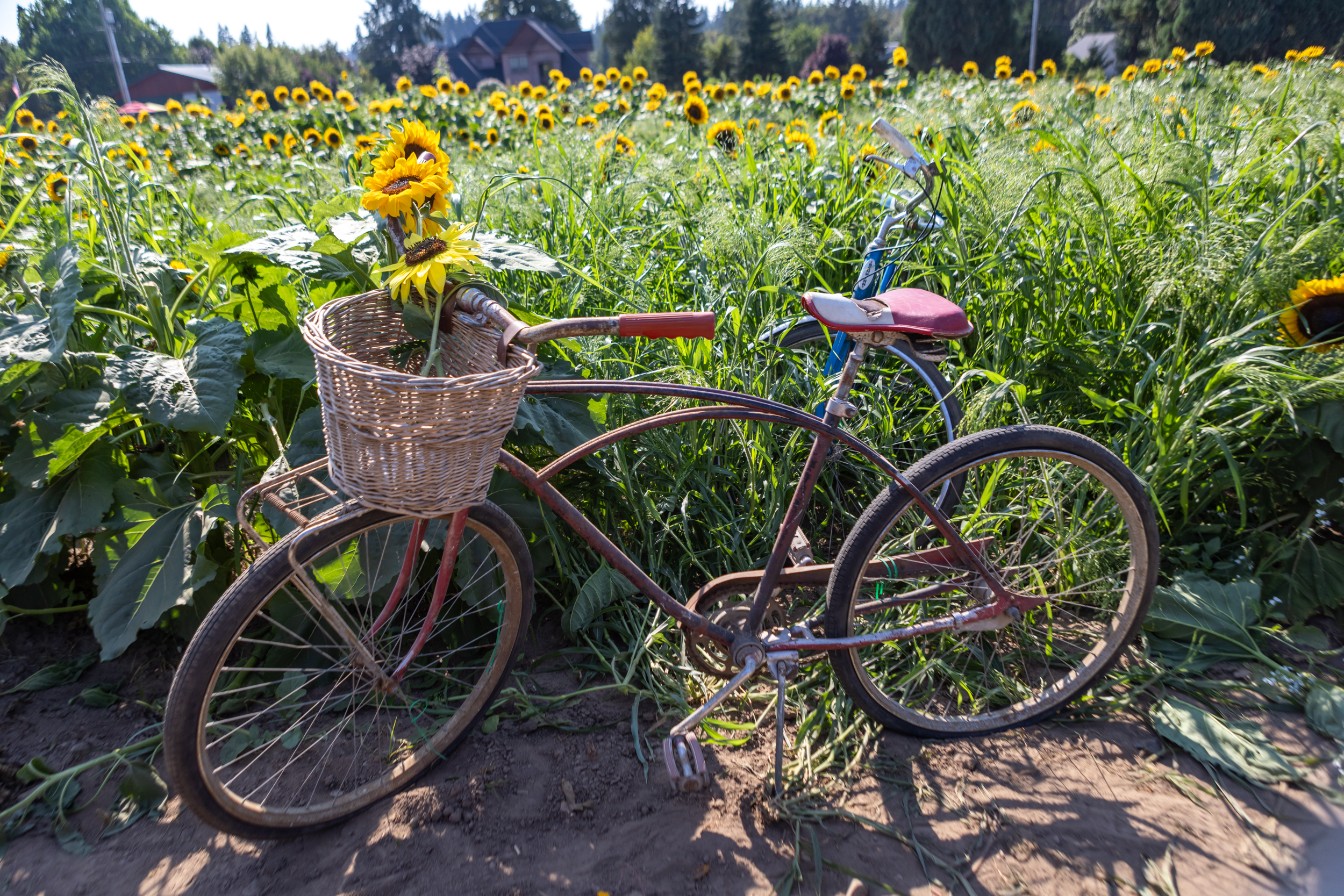 Lee Farms Sunflower Festival, August 2024 - oregonlive.com