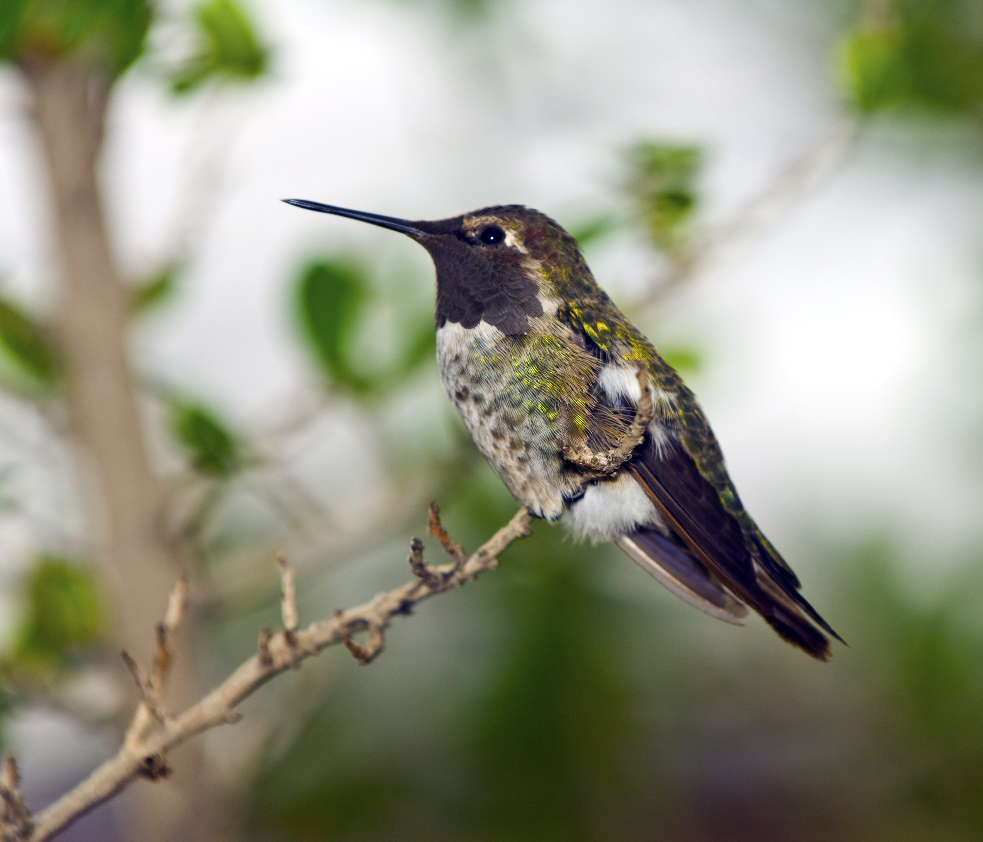 The seven species of Oregon hummingbirds - oregonlive.com