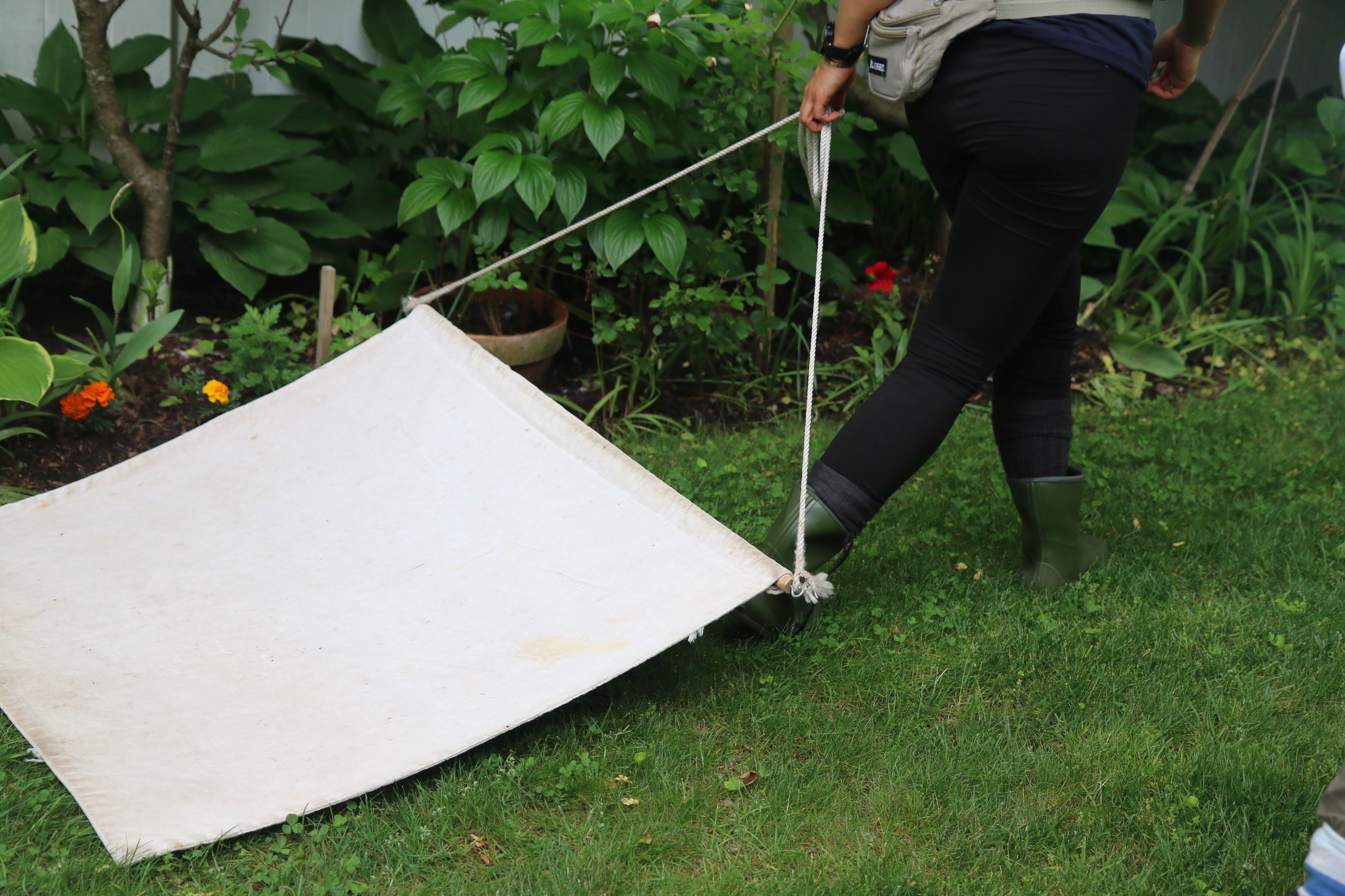 Researchers sweep for ticks on Staten Island - silive.com