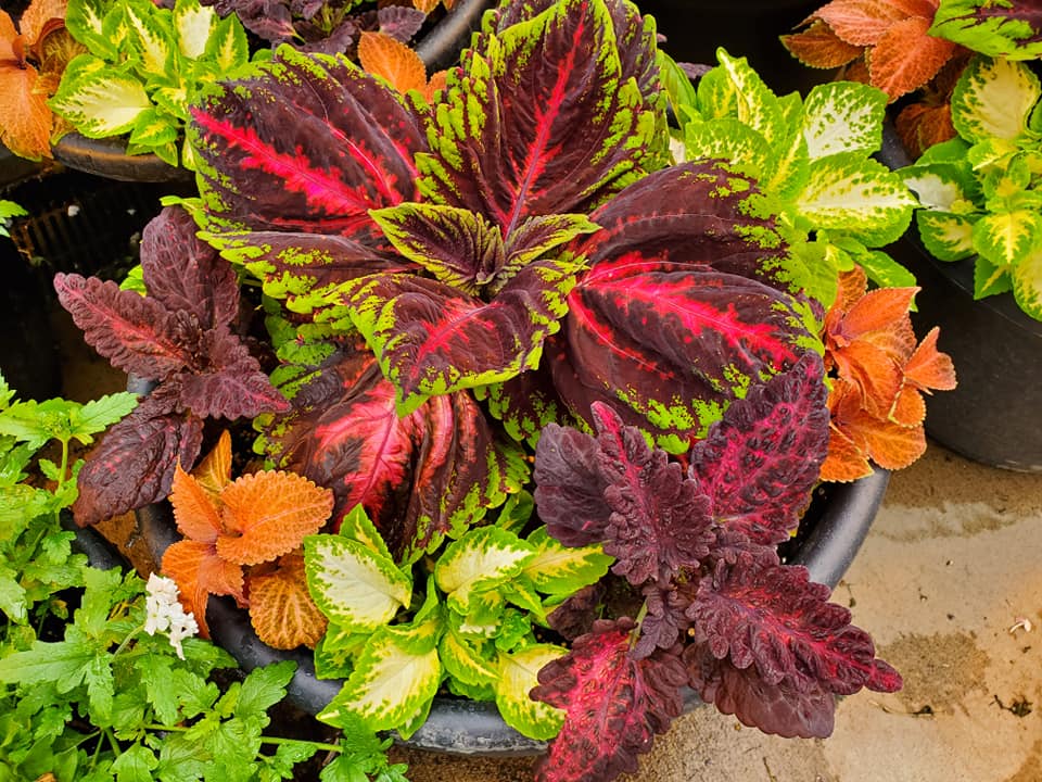 Jackson Area Career Center to host annual plant sale - mlive.com