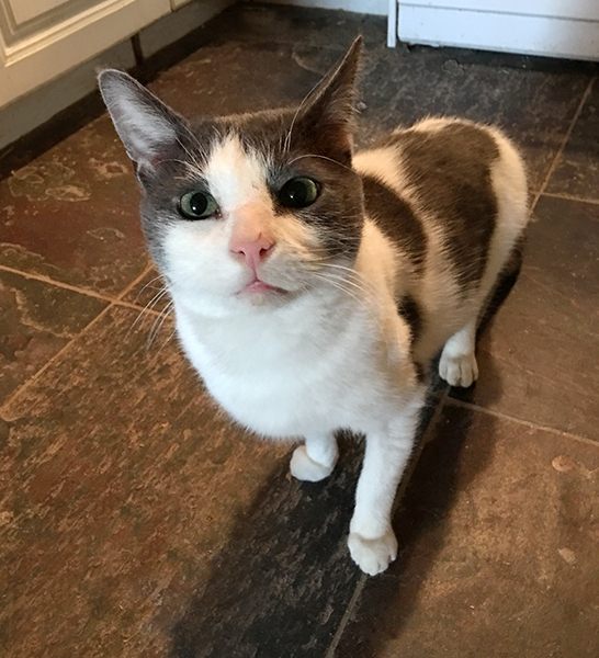 N.J. pets in need: May 24, 2021 - nj.com